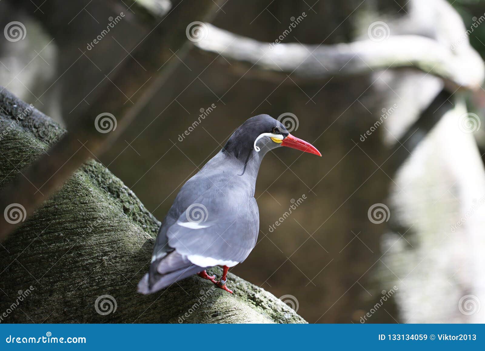 Inca tern bird stock image. Image of inca, larosterna - 133134059