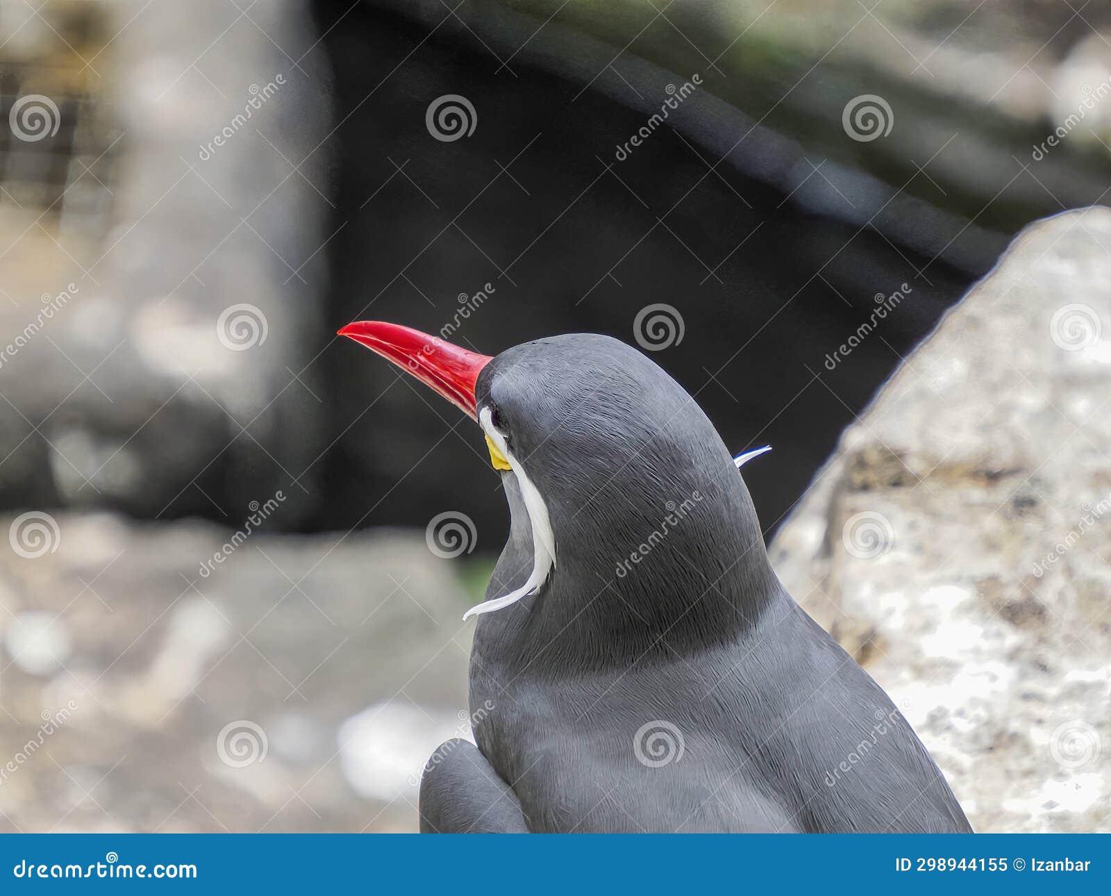 Inca Tern on a Cliff Close Up Stock Image - Image of feather, standing ...