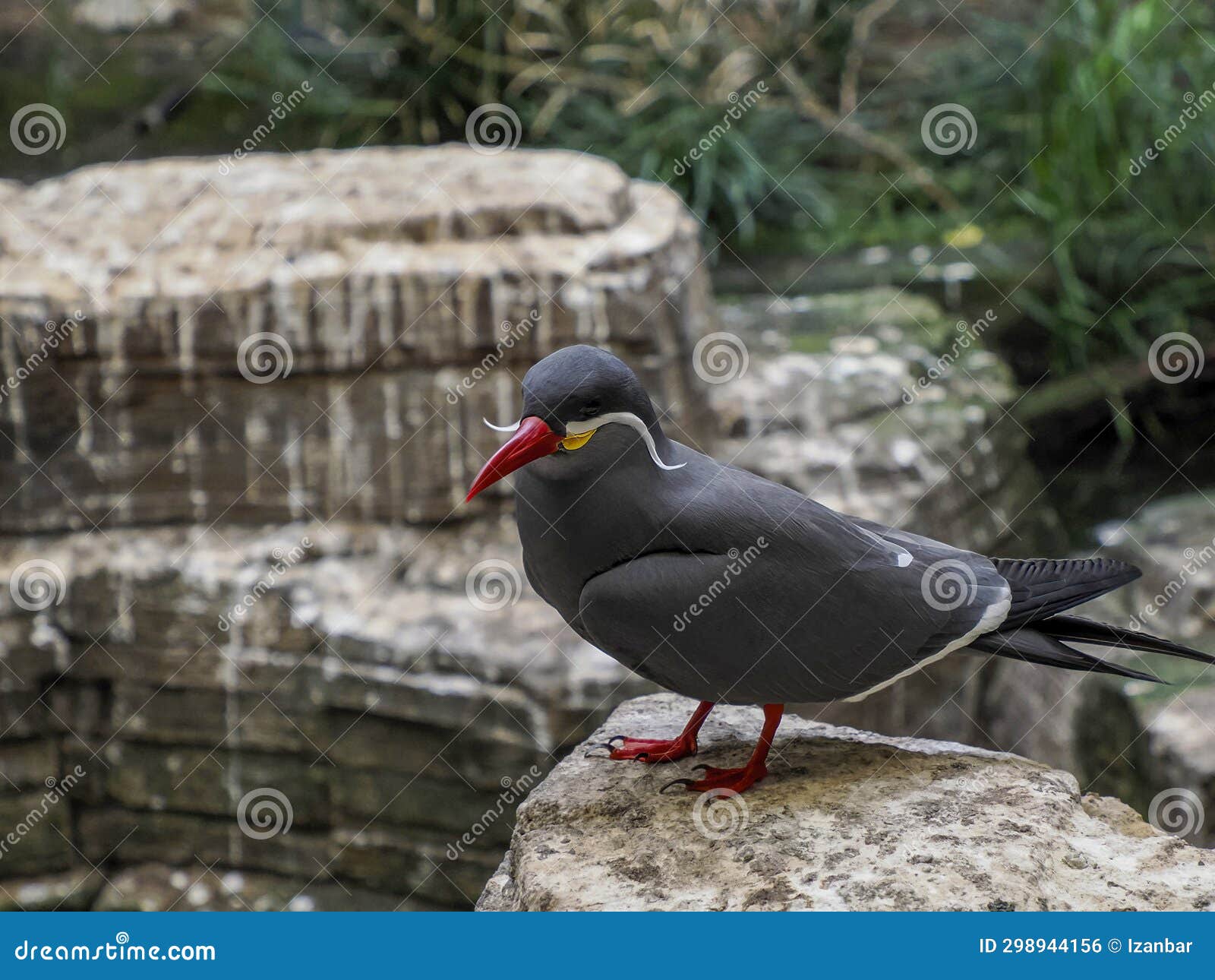 Inca Tern on a Cliff Close Up Stock Photo - Image of inca, dive: 298944156