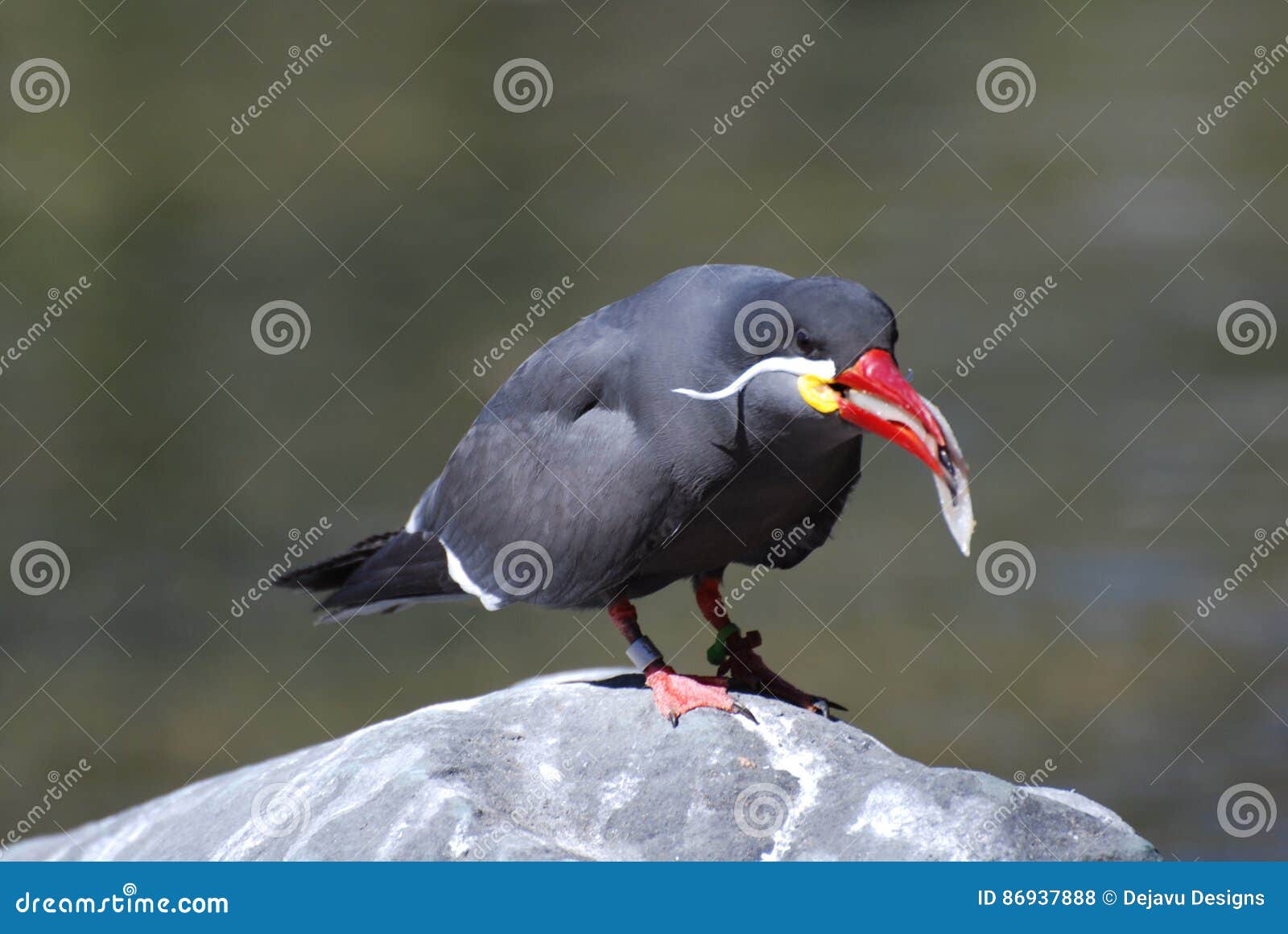 Inca Tern Eating a Fish while on a Rock Stock Photo - Image of animal ...