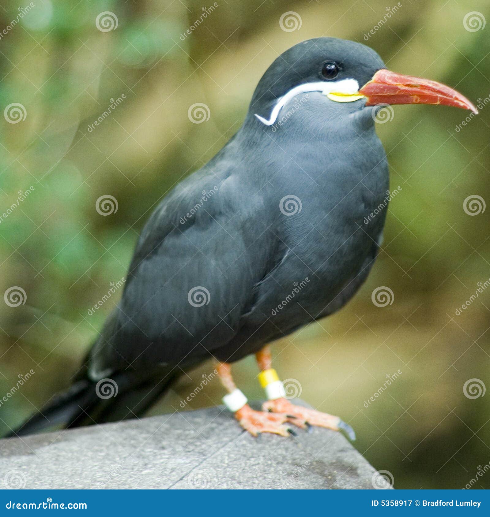 Inca Tern Stock Photo | CartoonDealer.com #351762