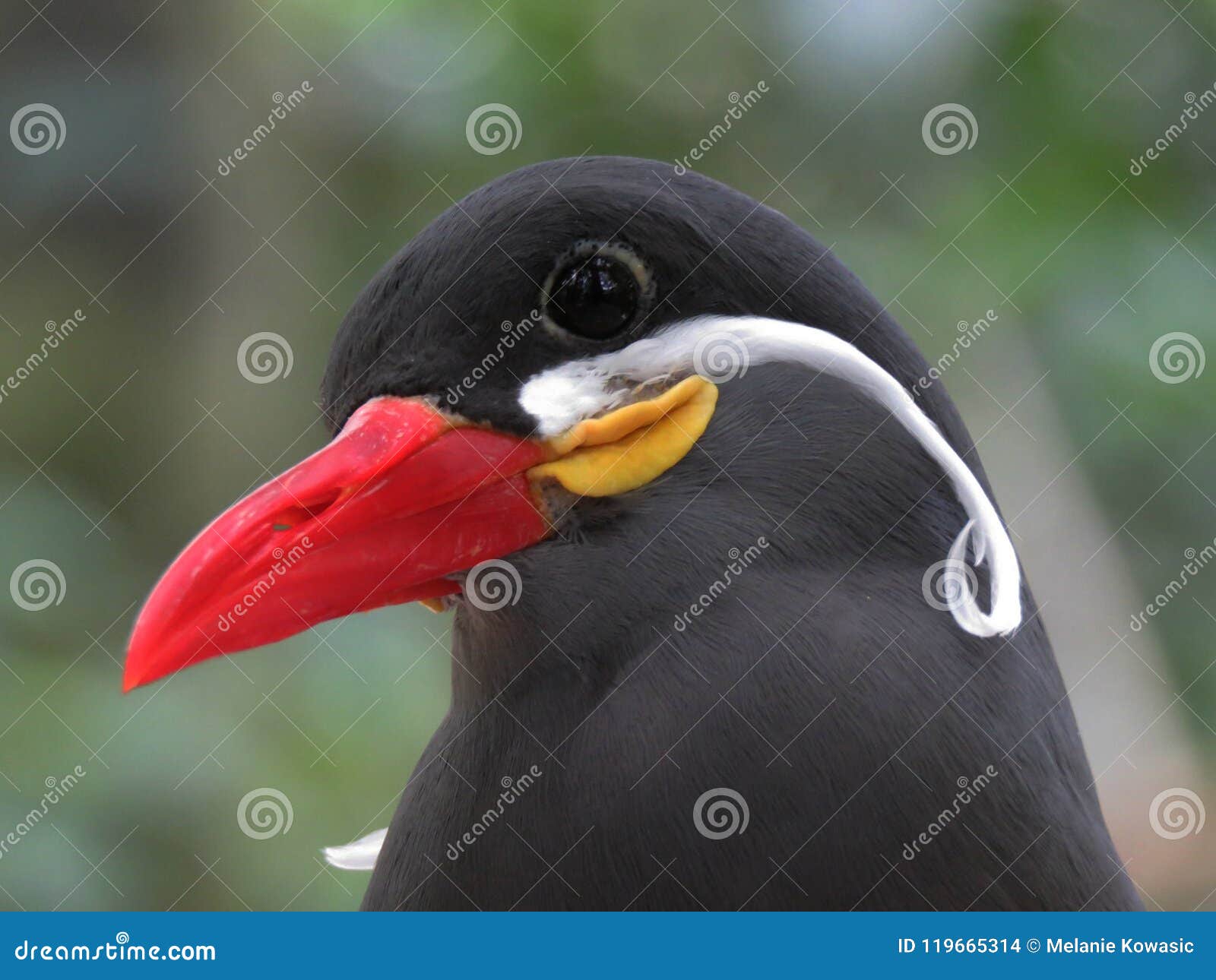 The Inca tern stock photo. Image of coast, tern, larosterna - 119665314