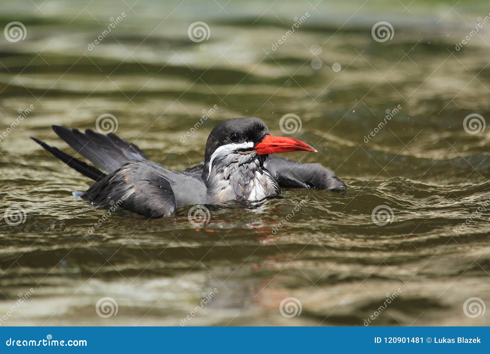 Inca tern stock image. Image of tern, floating, larosterna - 120901481