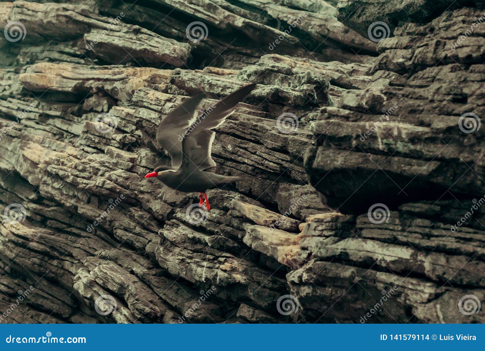 Inca tern stock photo. Image of islands, water, wildlife - 141579114