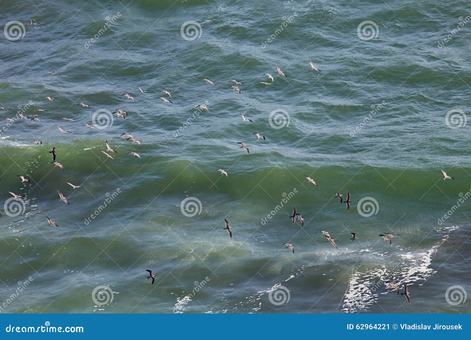 Inca Tern, Larosterna Inca, Catch Fish, Paracas, Peru Stock Image ...