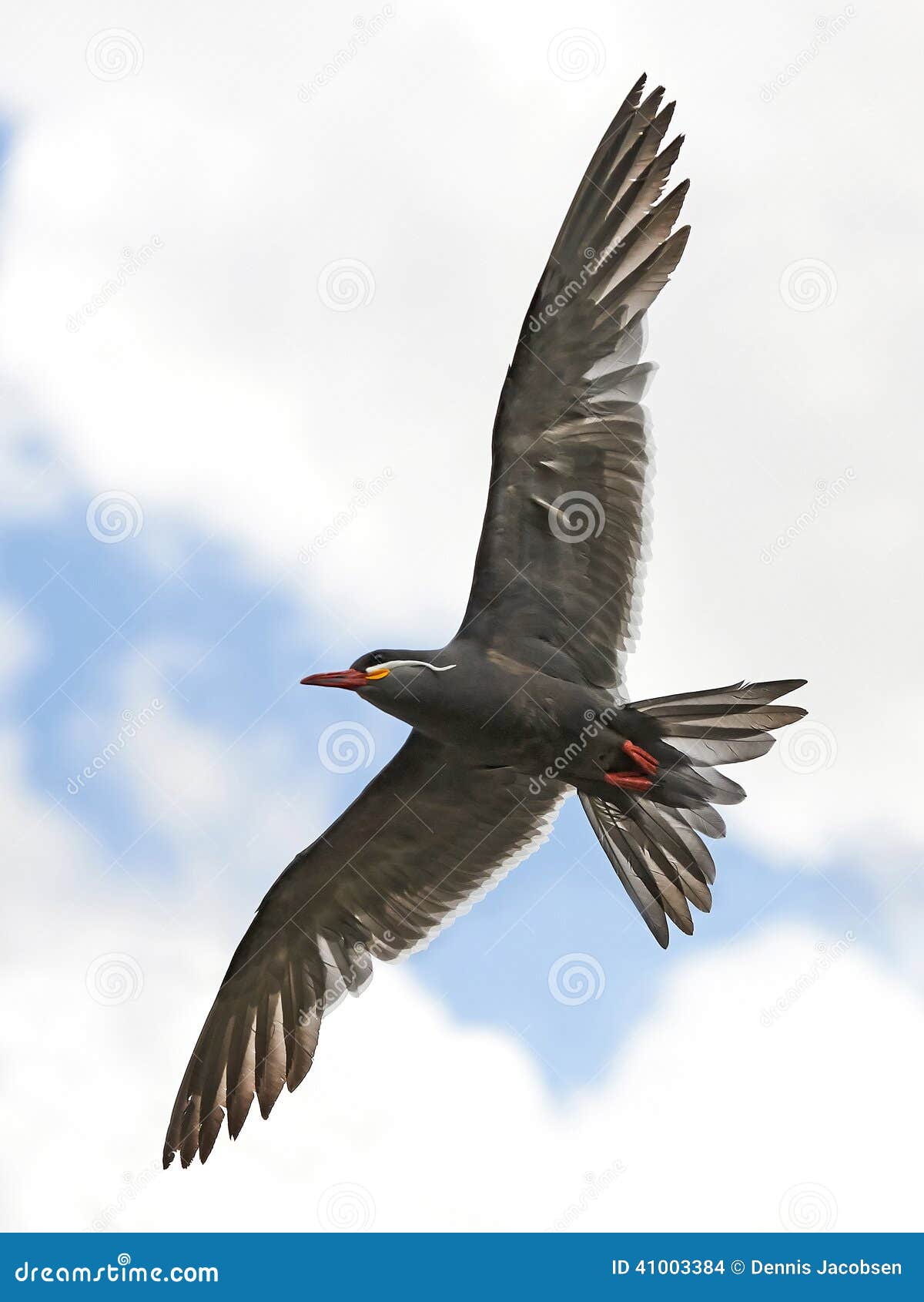 Inca Tern (Larosterna Inca) Stock Photo - Image of bird, inca: 41003384
