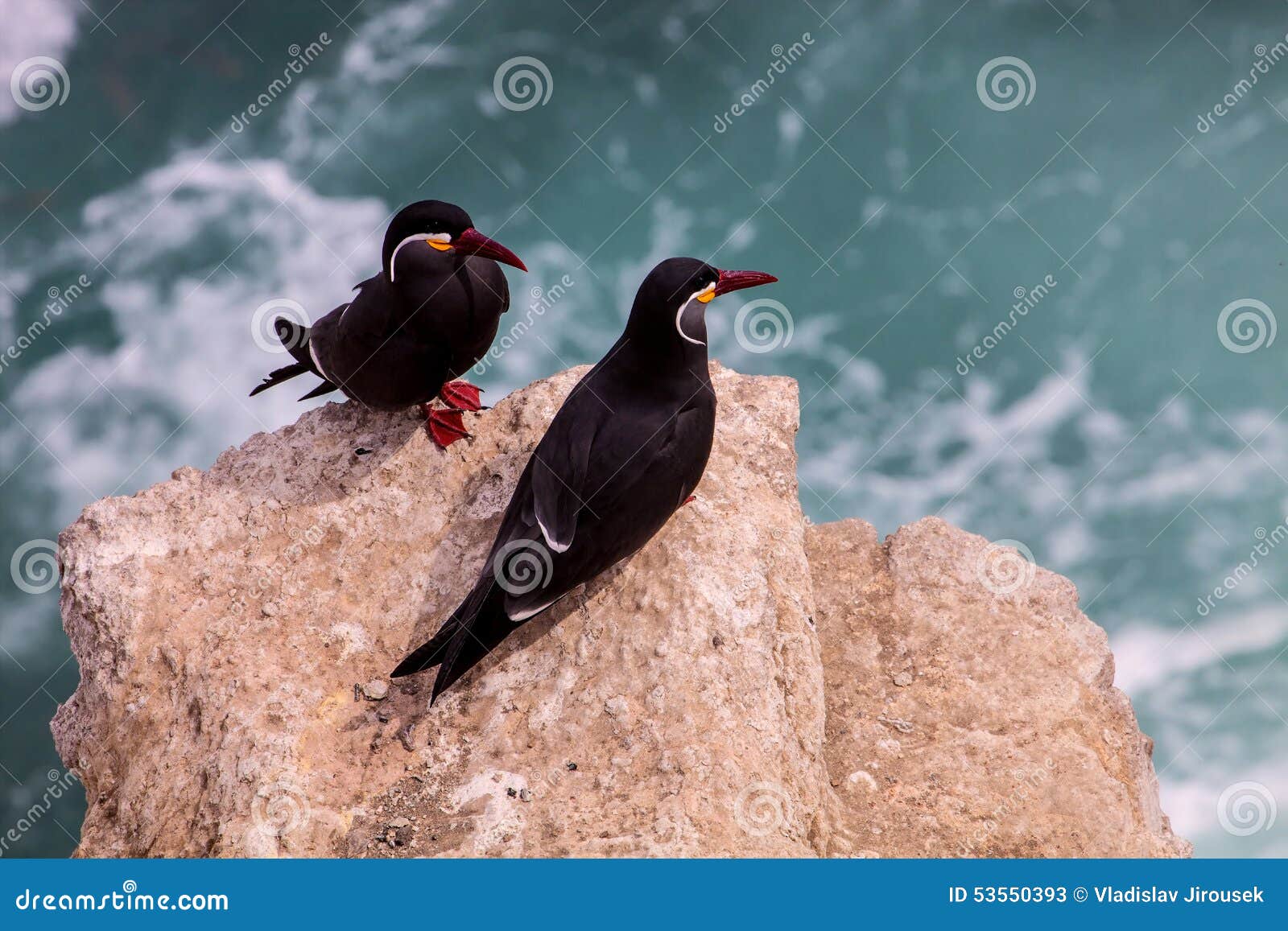 Inca Tern, Larosterna Inca, Nesting on Isla De Ballestas, Peru Stock ...