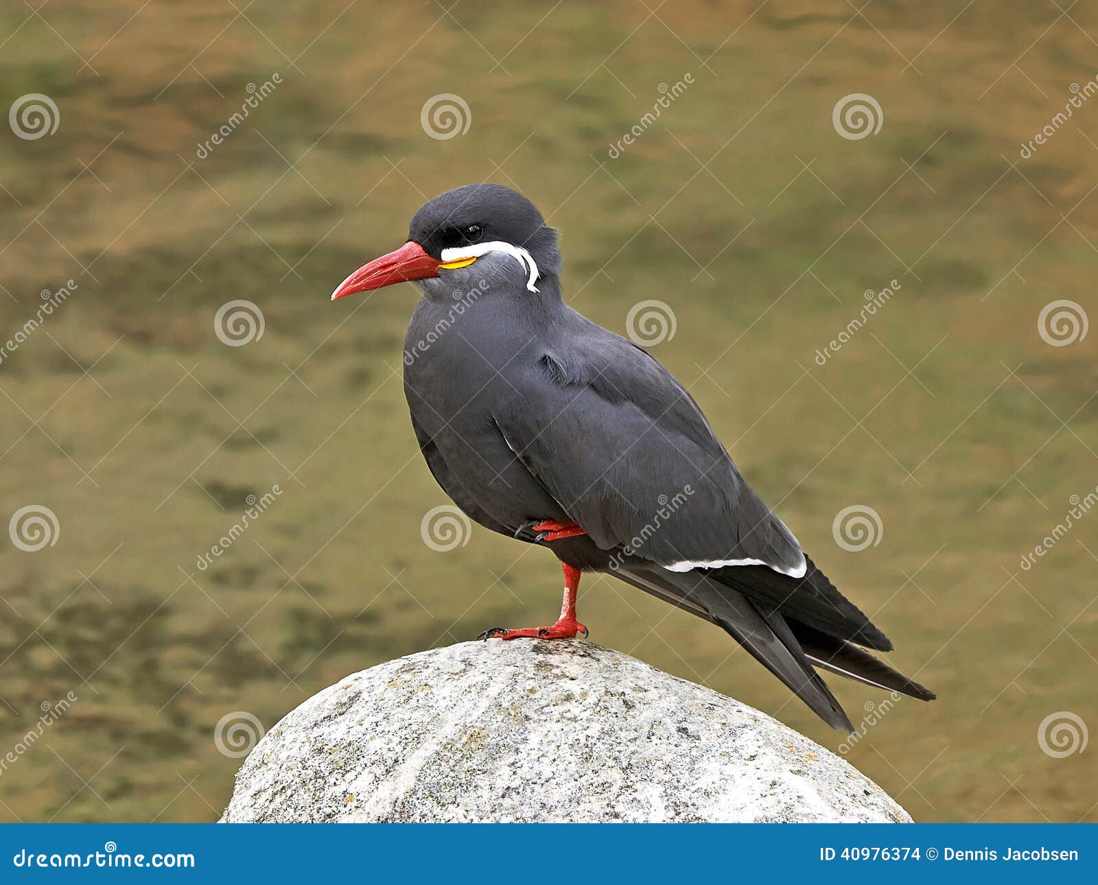 Inca Tern (Larosterna Inca) Stock Photo - Image of fauna, incatern ...