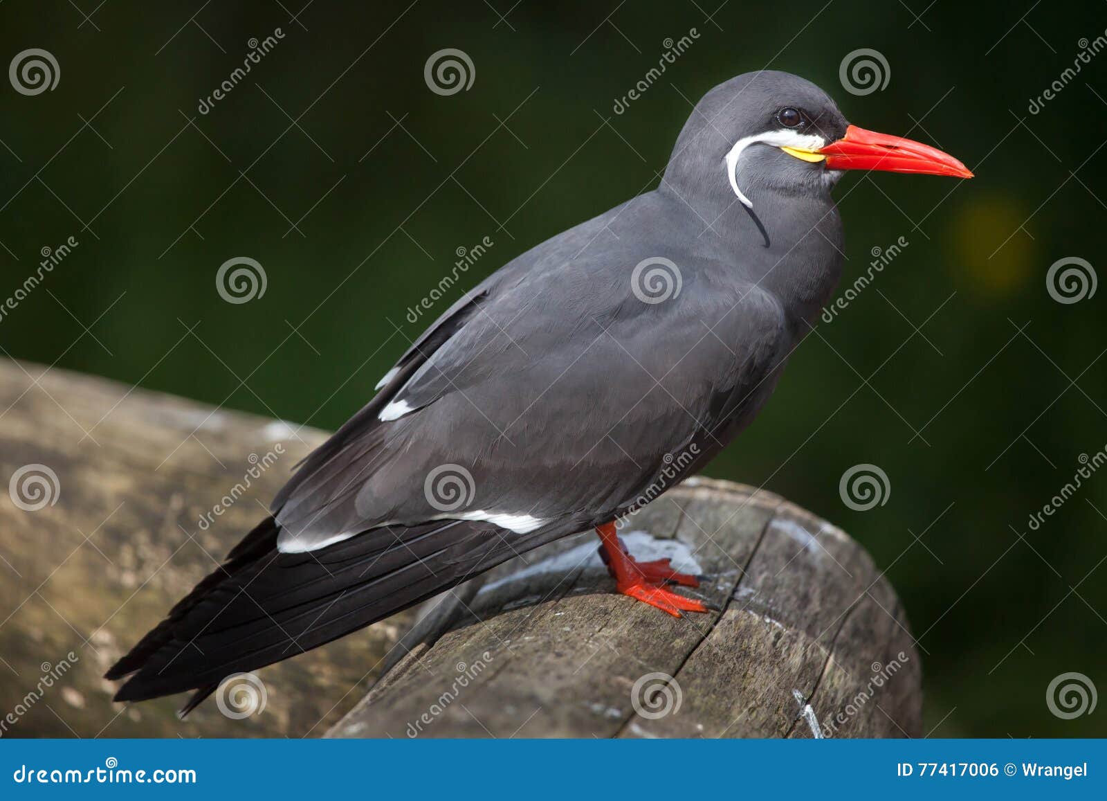Inca Tern (Larosterna Inca). Stock Photo - Image of tern, birds: 77417006
