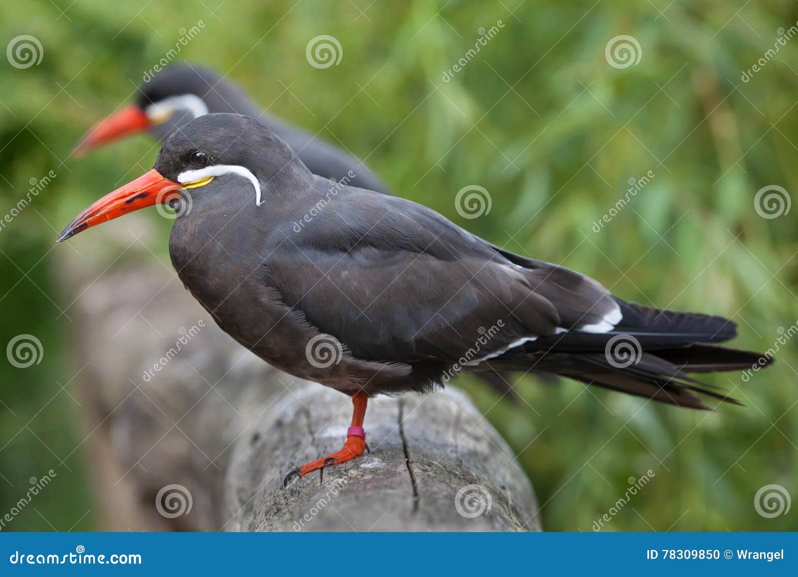 Inca tern Larosterna inca stock photo. Image of natural - 78309850
