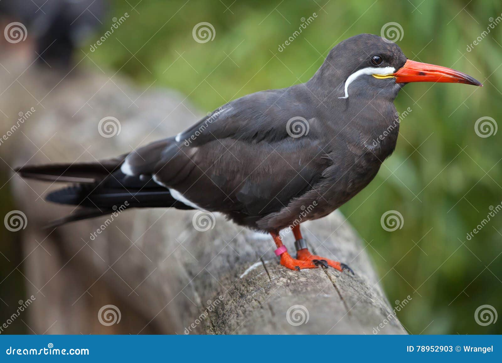 Inca Tern (Larosterna Inca). Stock Image - Image of south, peruvian ...