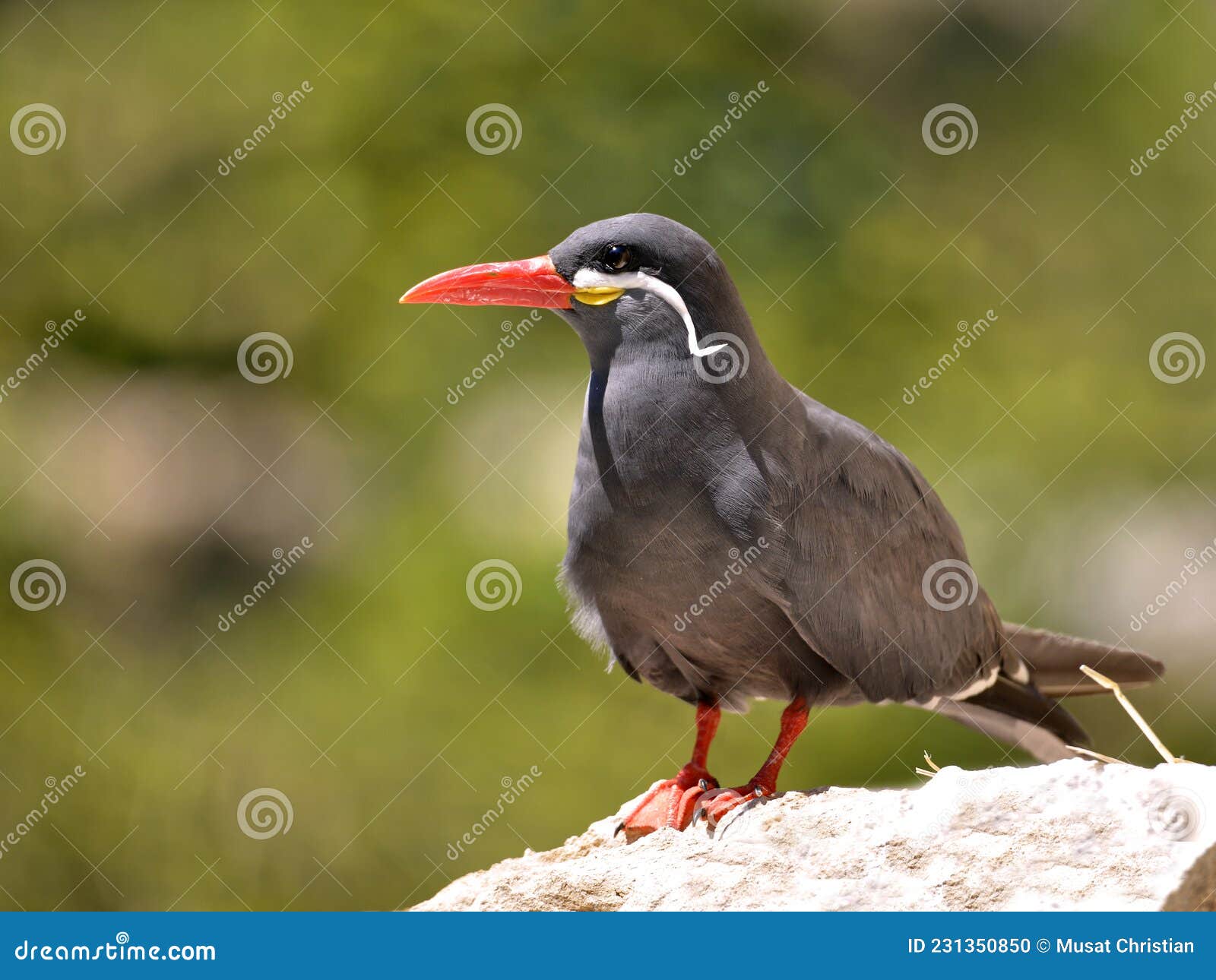 Inca tern perched on rock stock photo. Image of stone - 231350850