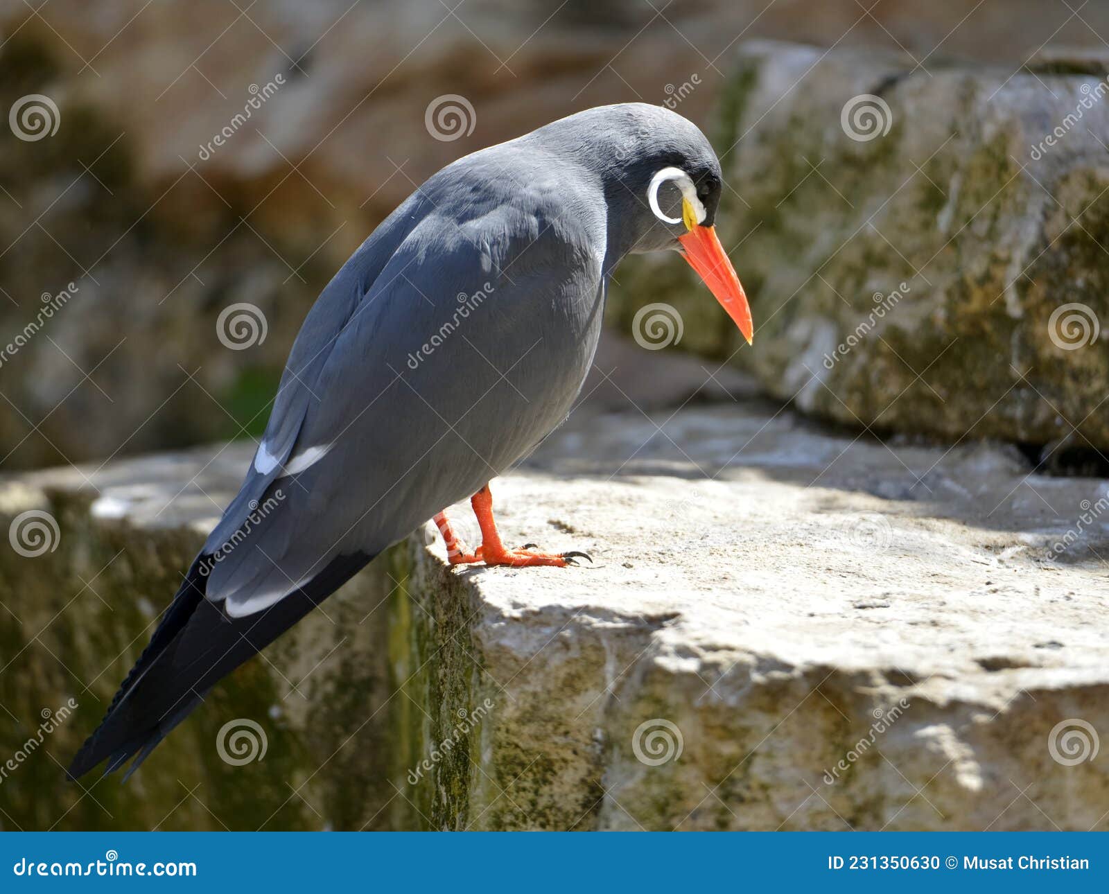 Inca tern on rock stock photo. Image of detail, brown - 231350630