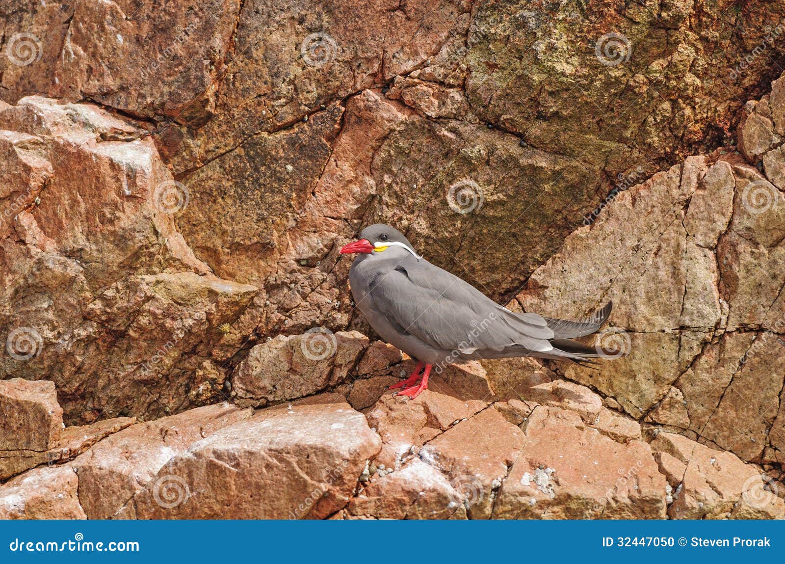 An Inca Tern on a Rocky Island Stock Photo - Image of wild, pretty ...