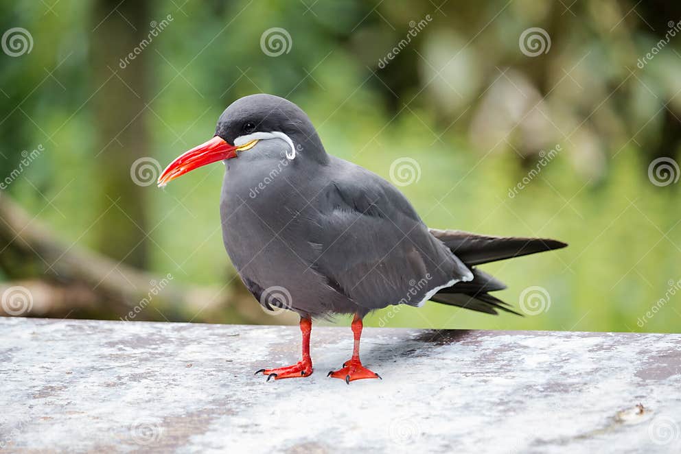 Inca tern stock image. Image of bird, moustache, tern - 74749269