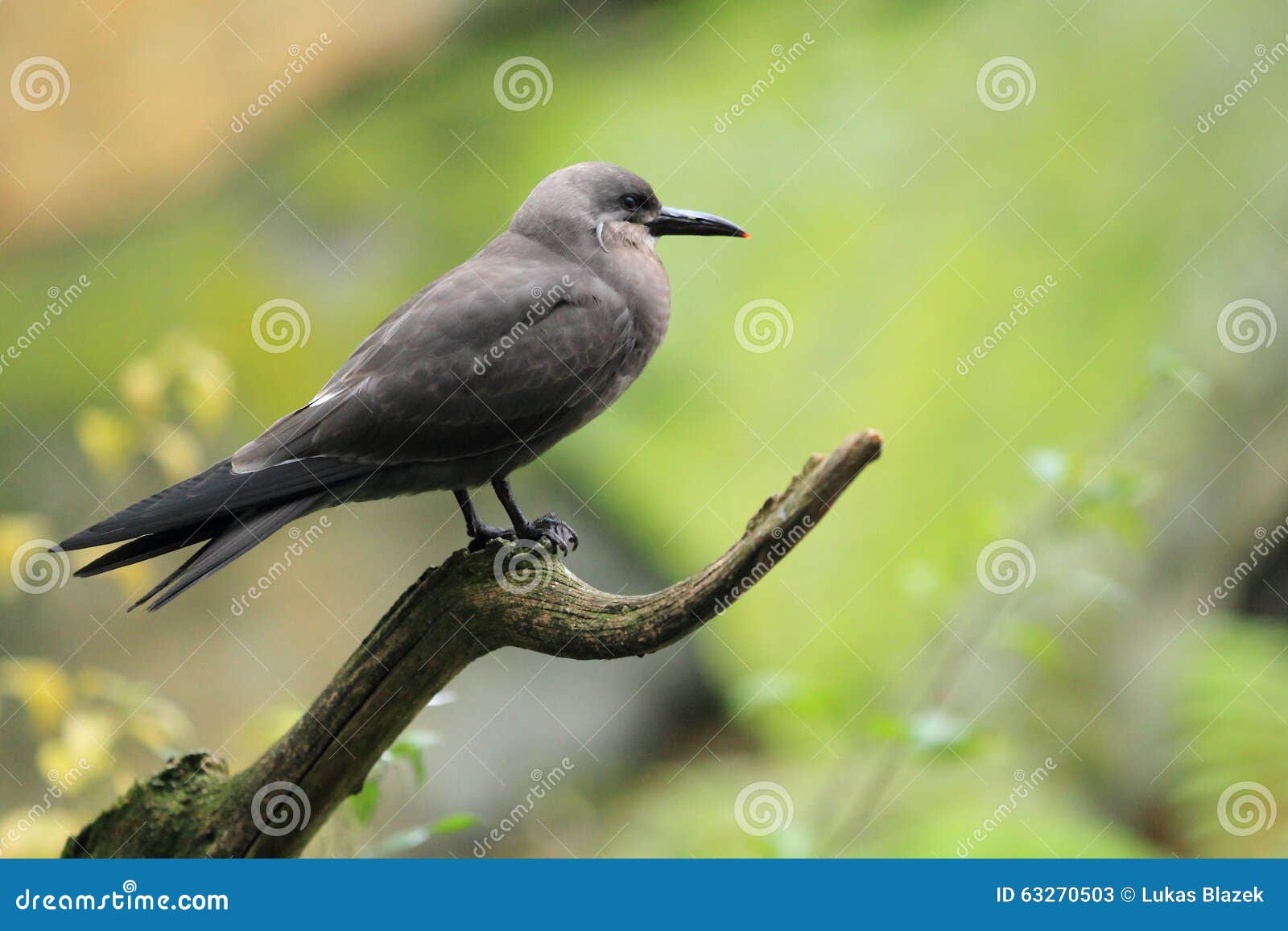 Inca tern stock image. Image of sitting, larosterna, adult - 63270503