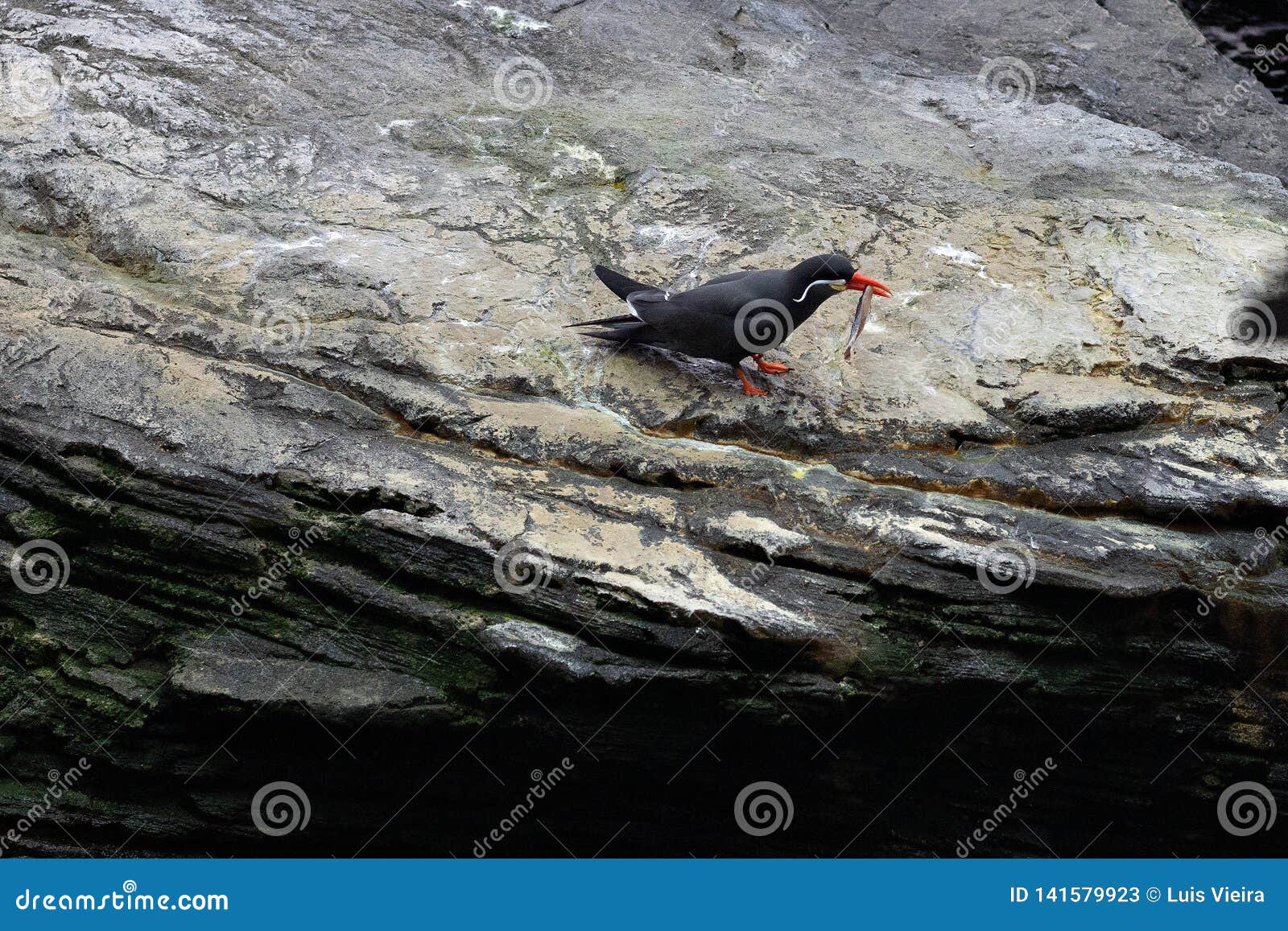Inca tern stock image. Image of inca, island, scenery - 141579923