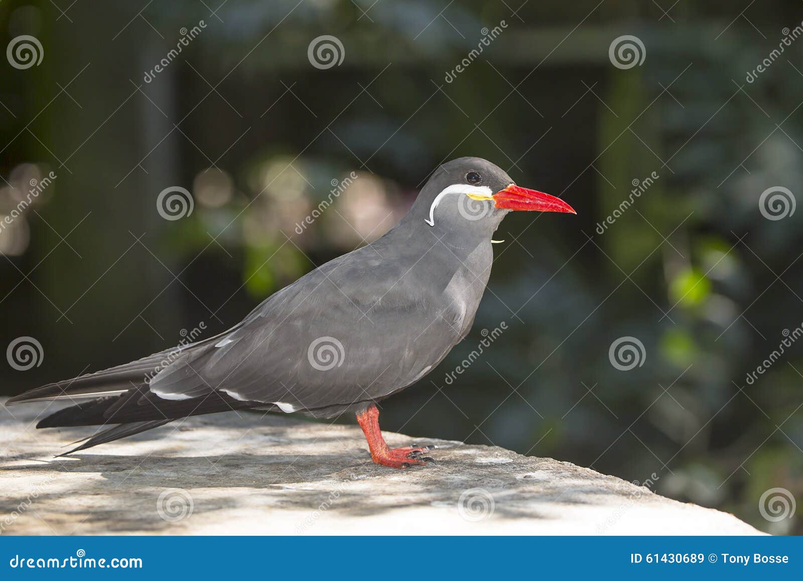 Inca Tern stock image. Image of seabird, incatern, animal - 61430689