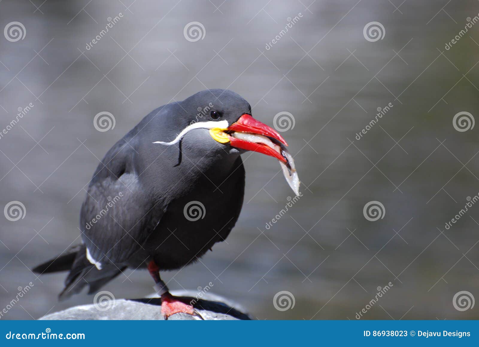 Inca Tern Standing on a Rock Eating a Fish Stock Image - Image of ...
