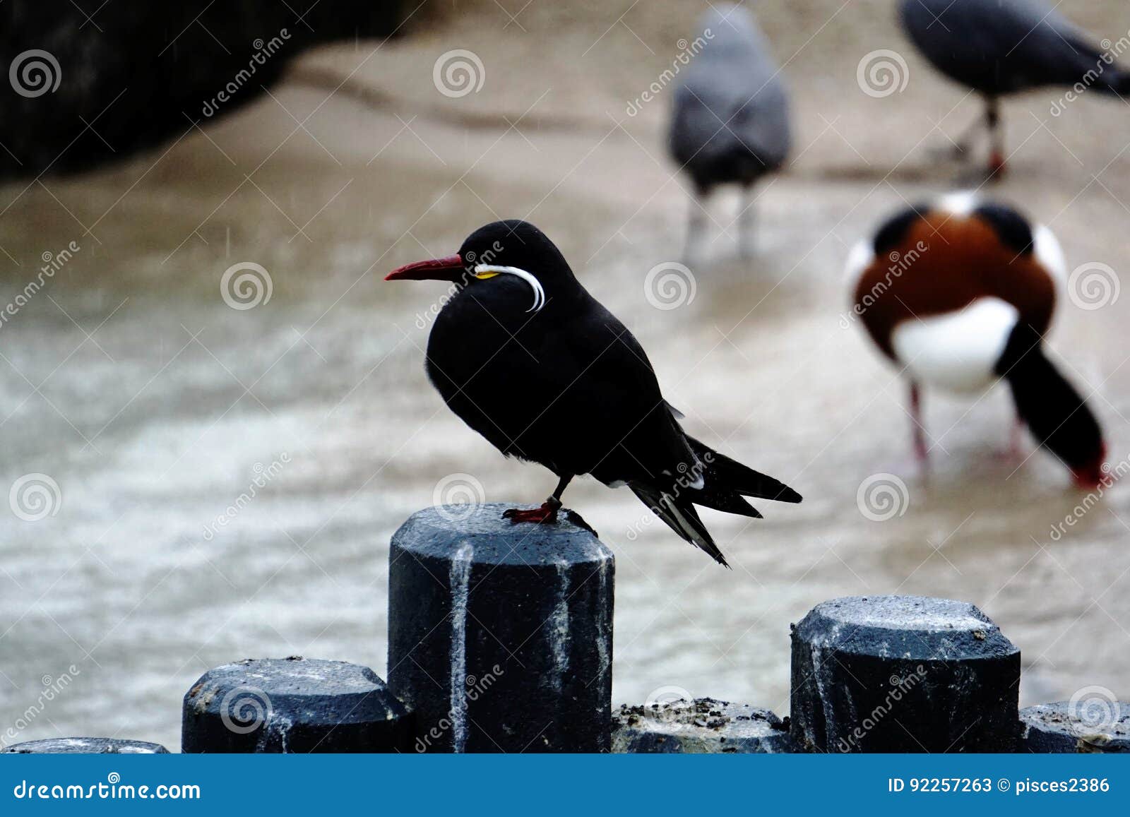 Inca tern on stone stock image. Image of beak, tern, seabird - 92257263