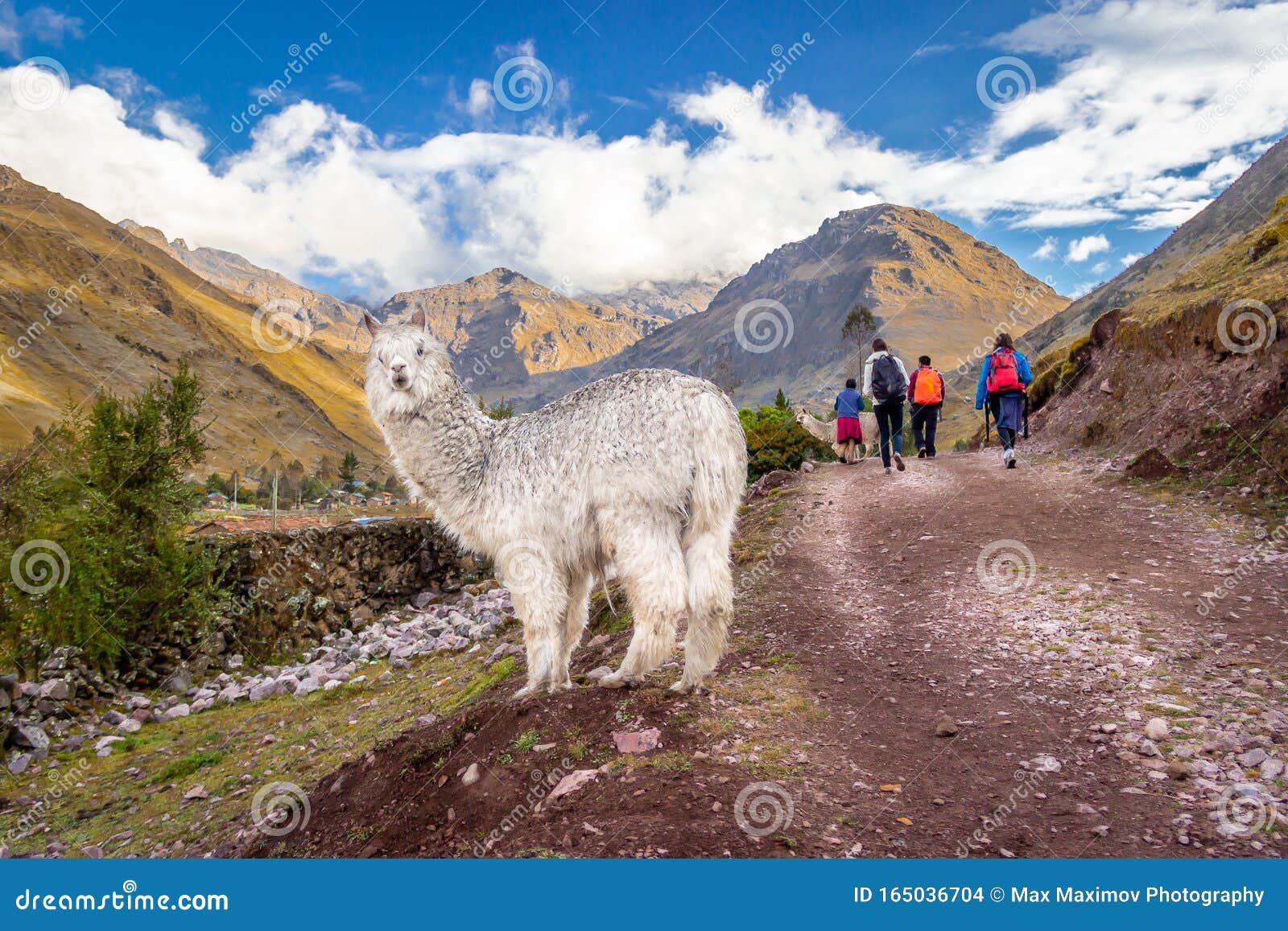 Alpaca At Machu Picchu Inca Ruins In Peru Stock Image | CartoonDealer ...