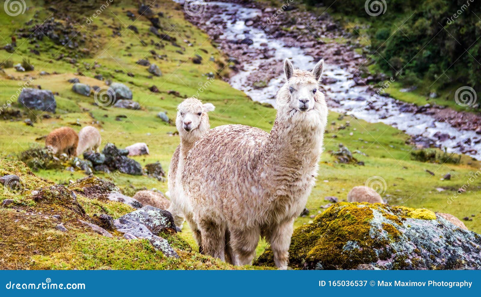The Inca Trail, Peru - Two Alpacas Staring at the Hikers Along the Inca ...