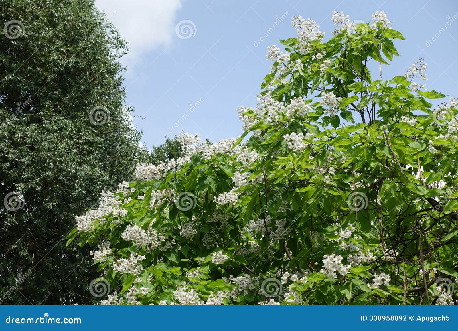 Incalculable White Flowers of Catalpa Bignonioides in June Stock Photo ...