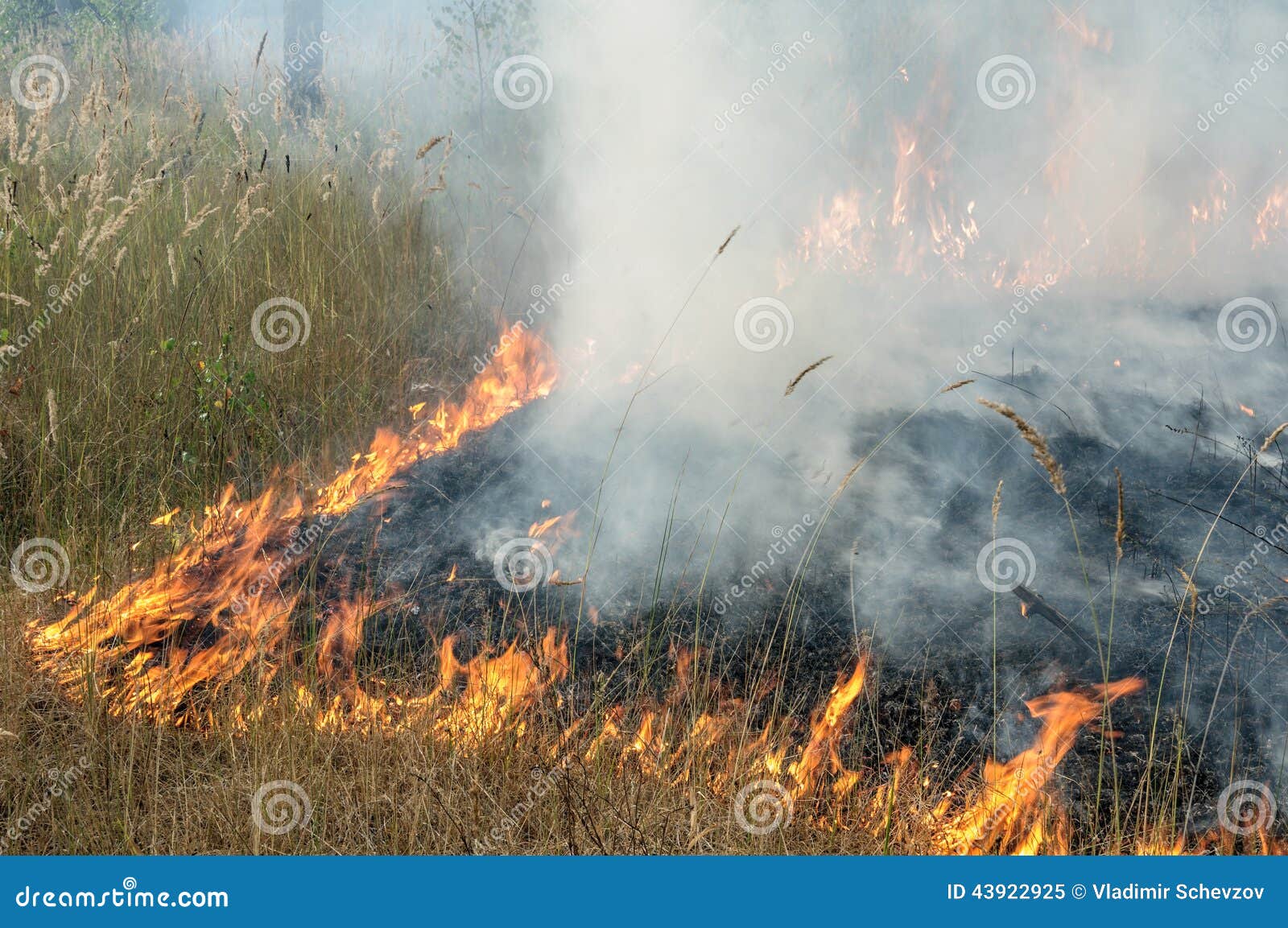 Incendio Forestale Di Estate Immagine Stock - Immagine di carbonizzarsi ...
