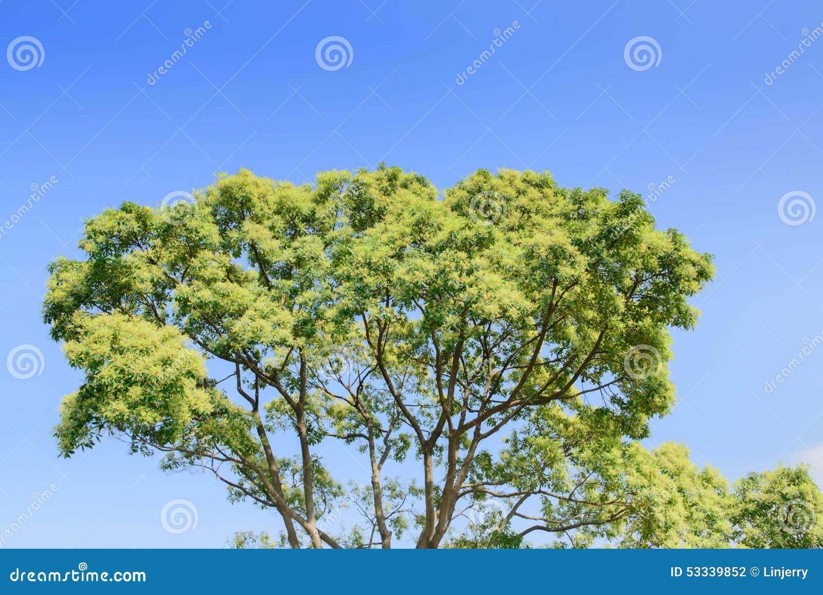 Machilus Tree Stock Photos - Free & Royalty-Free Stock Photos from ...