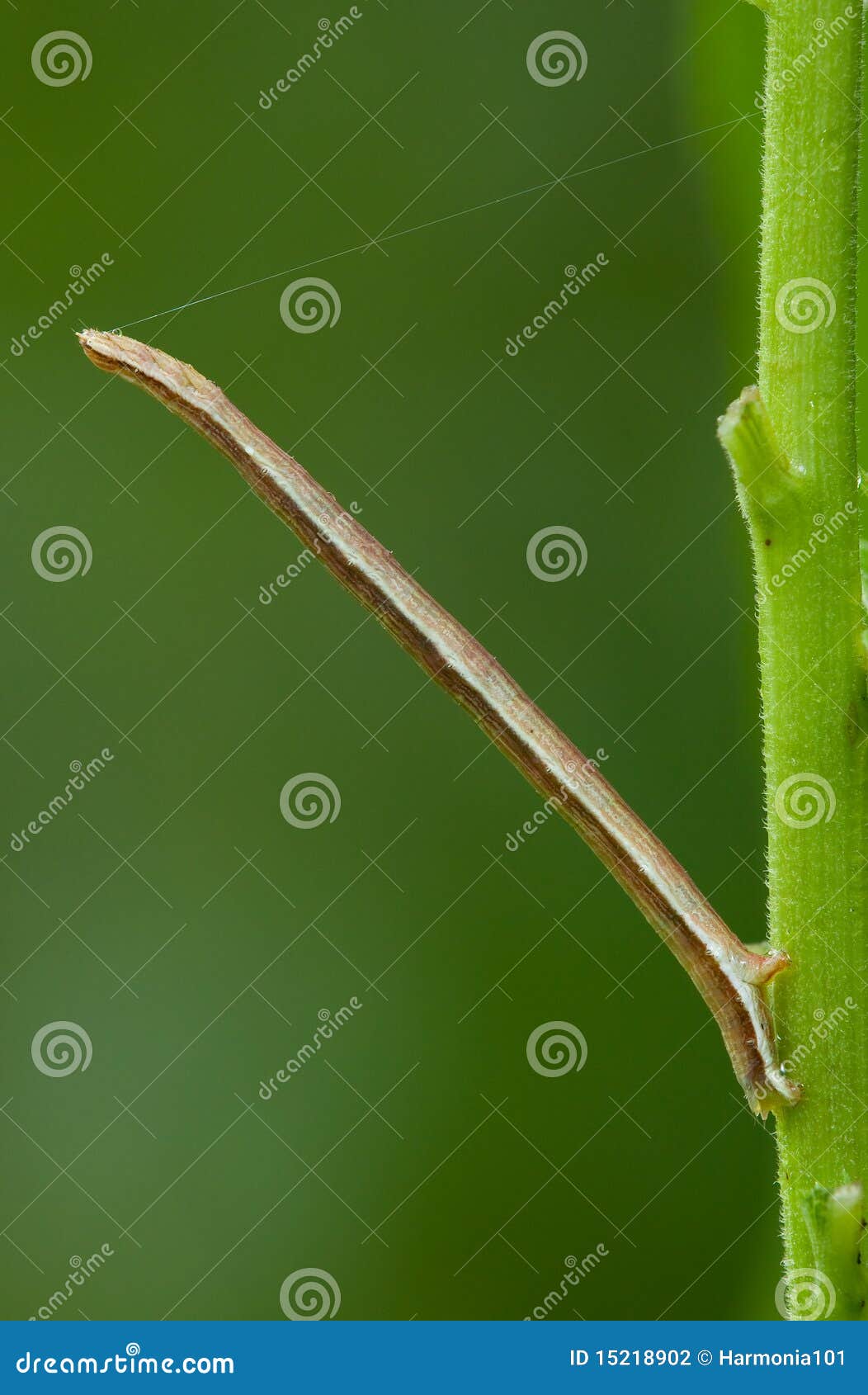 Inch worm stock photo. Image of camouflage, silk, straight - 15218902