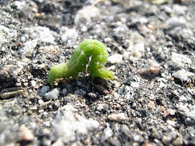 Inch worm stock photo. Image of close, macro, worm, animal - 4835720
