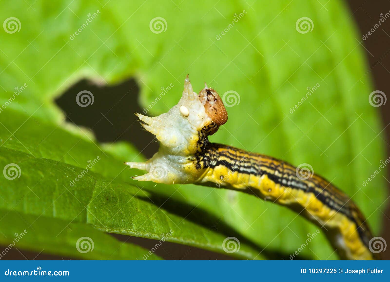 Inch Worm on a Leaf stock image. Image of macro, wildlife - 10297225