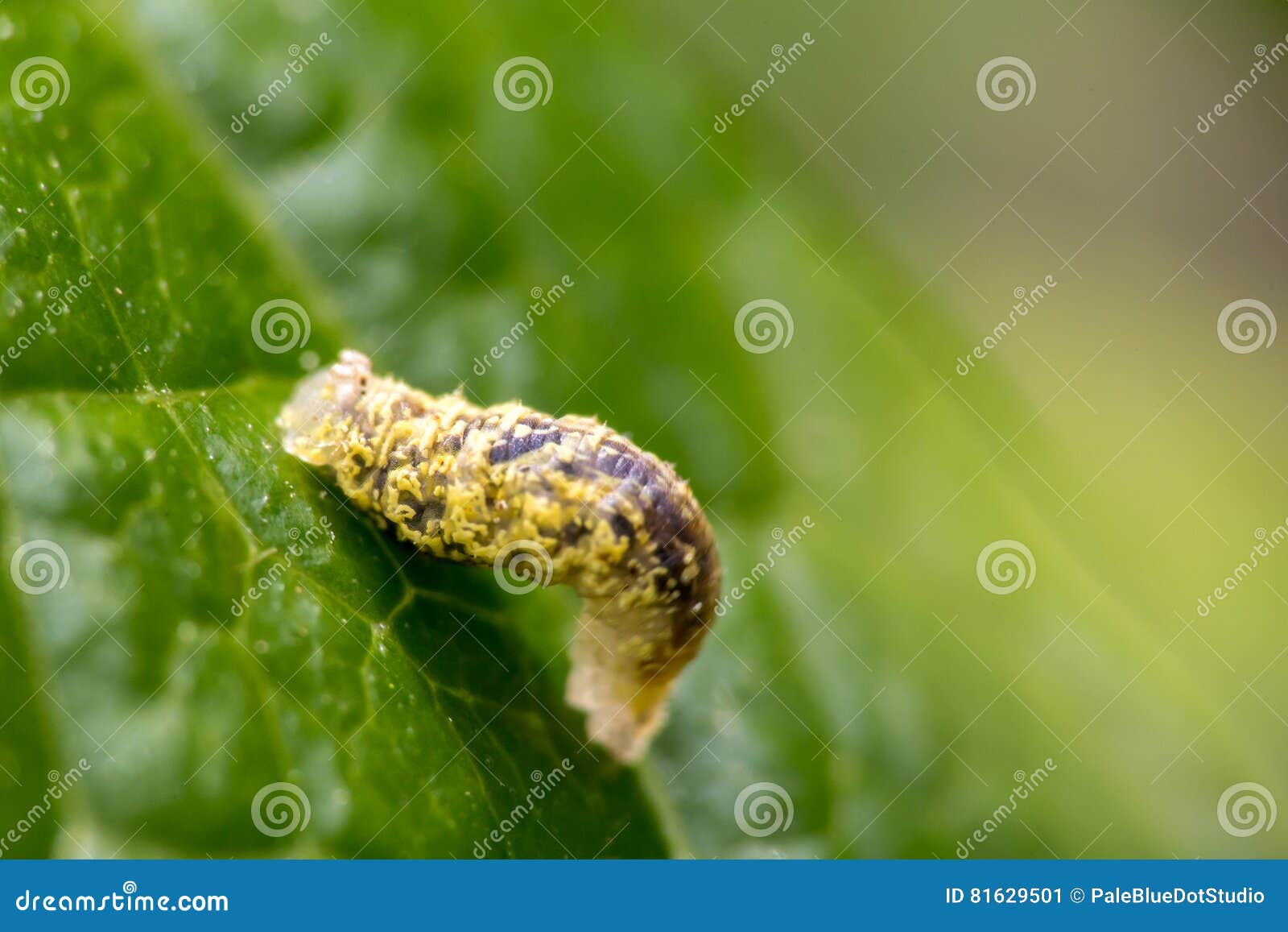 Inching Along stock image. Image of macro, inchworm, caterpillar - 81629501