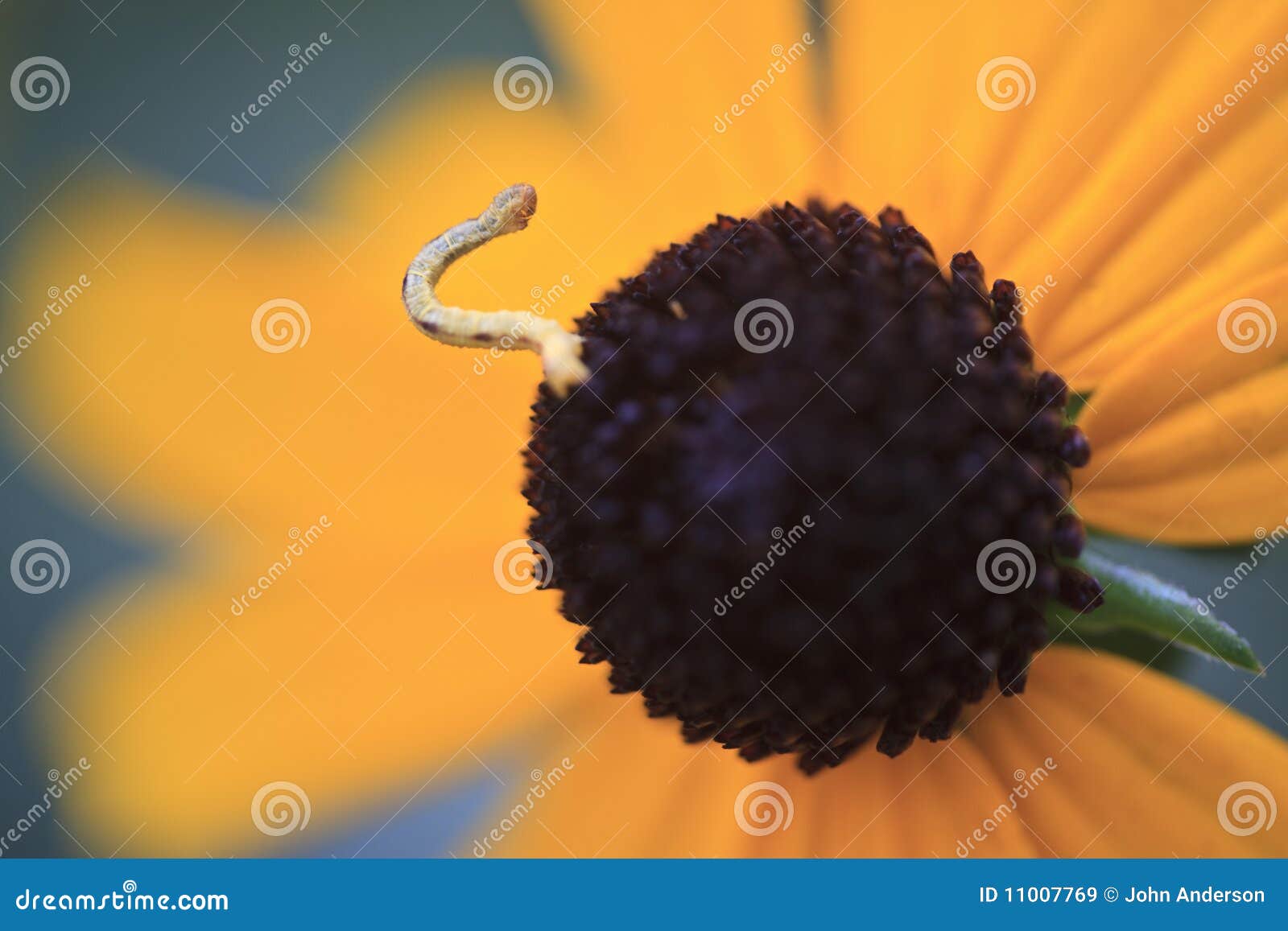 Inchworm stock image. Image of small, eyed, worm, geometridae - 11007769