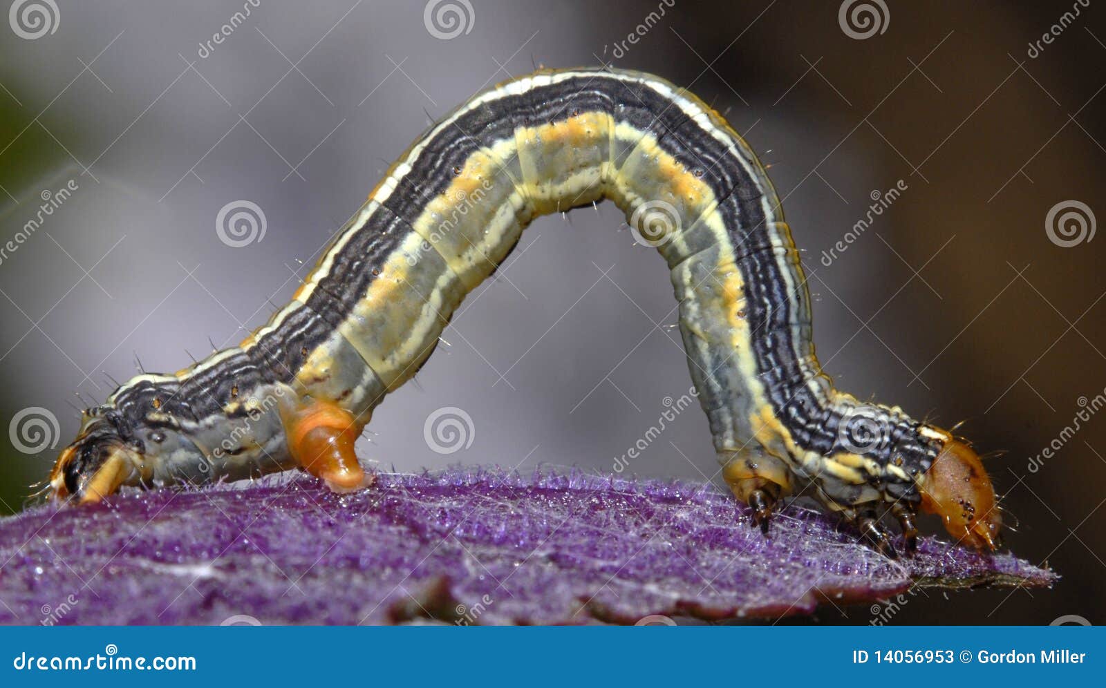 Black And White Inch Worm