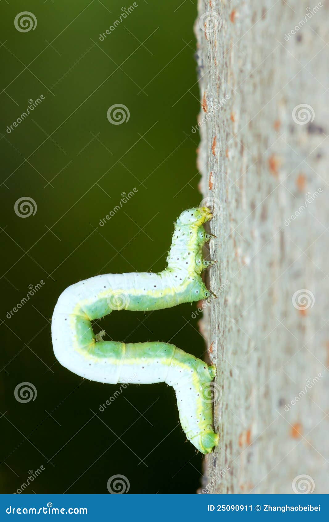 Inchworm Geometer Moth Larvae Walking On Stem Isolated On White ...