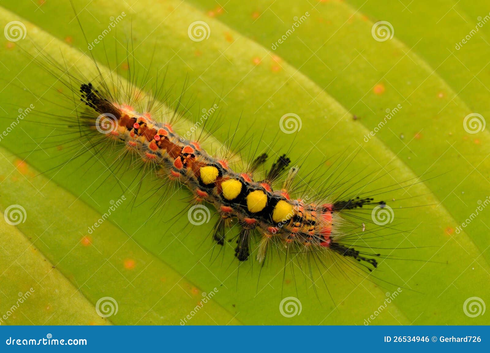Inchworm stock photo. Image of insect, spring, bright - 26534946