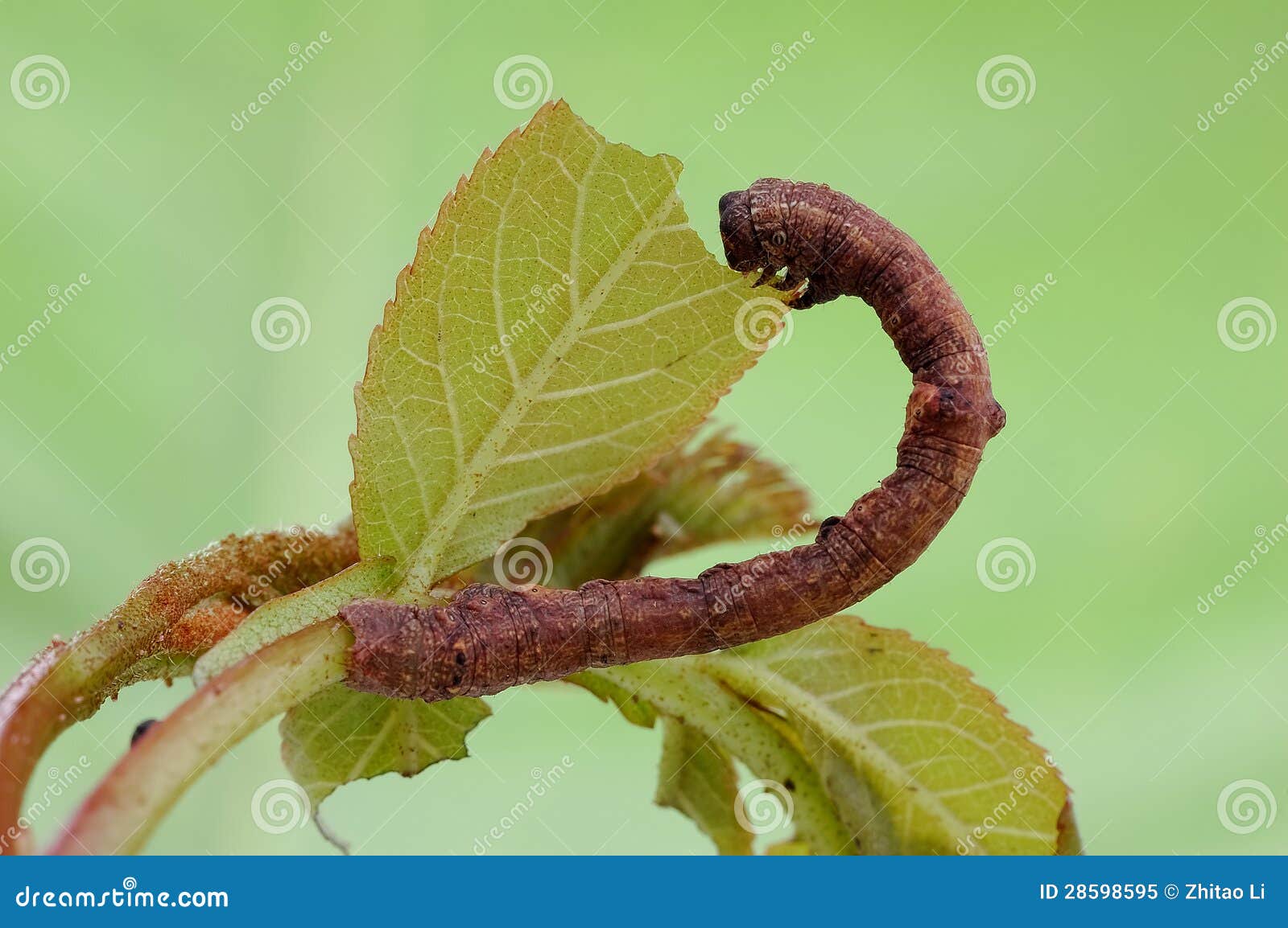 Inchworm Royalty Free Stock Photo - Image: 28598595