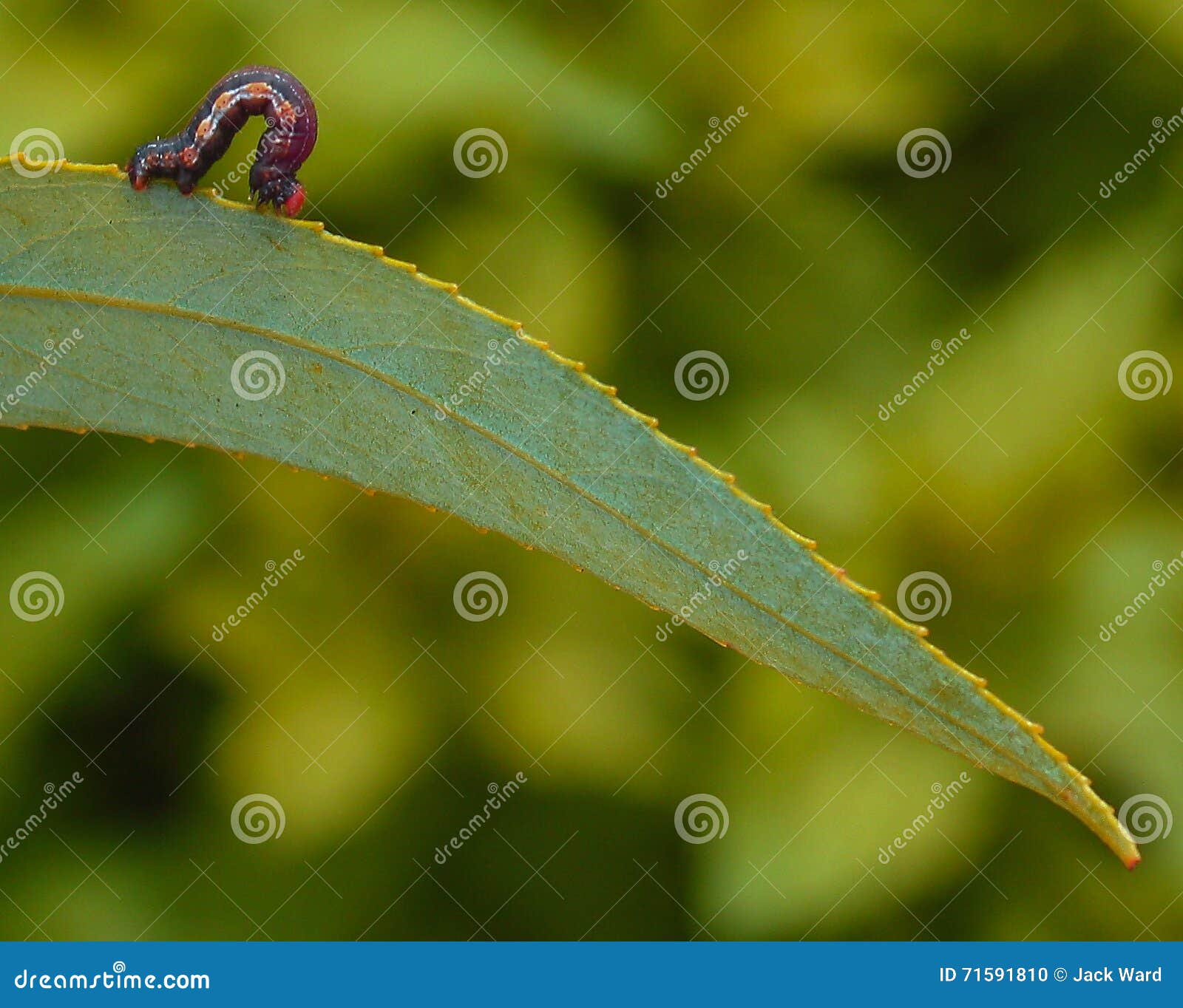 Inchworm stock foto. Image of blad, eten, leven, klein - 71591810