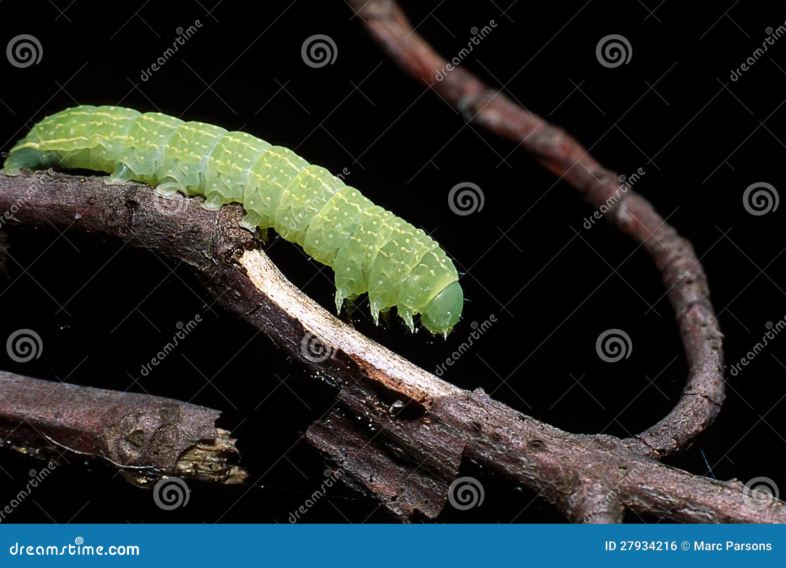 Inchworm on branch stock photo. Image of caterpillar - 27934216
