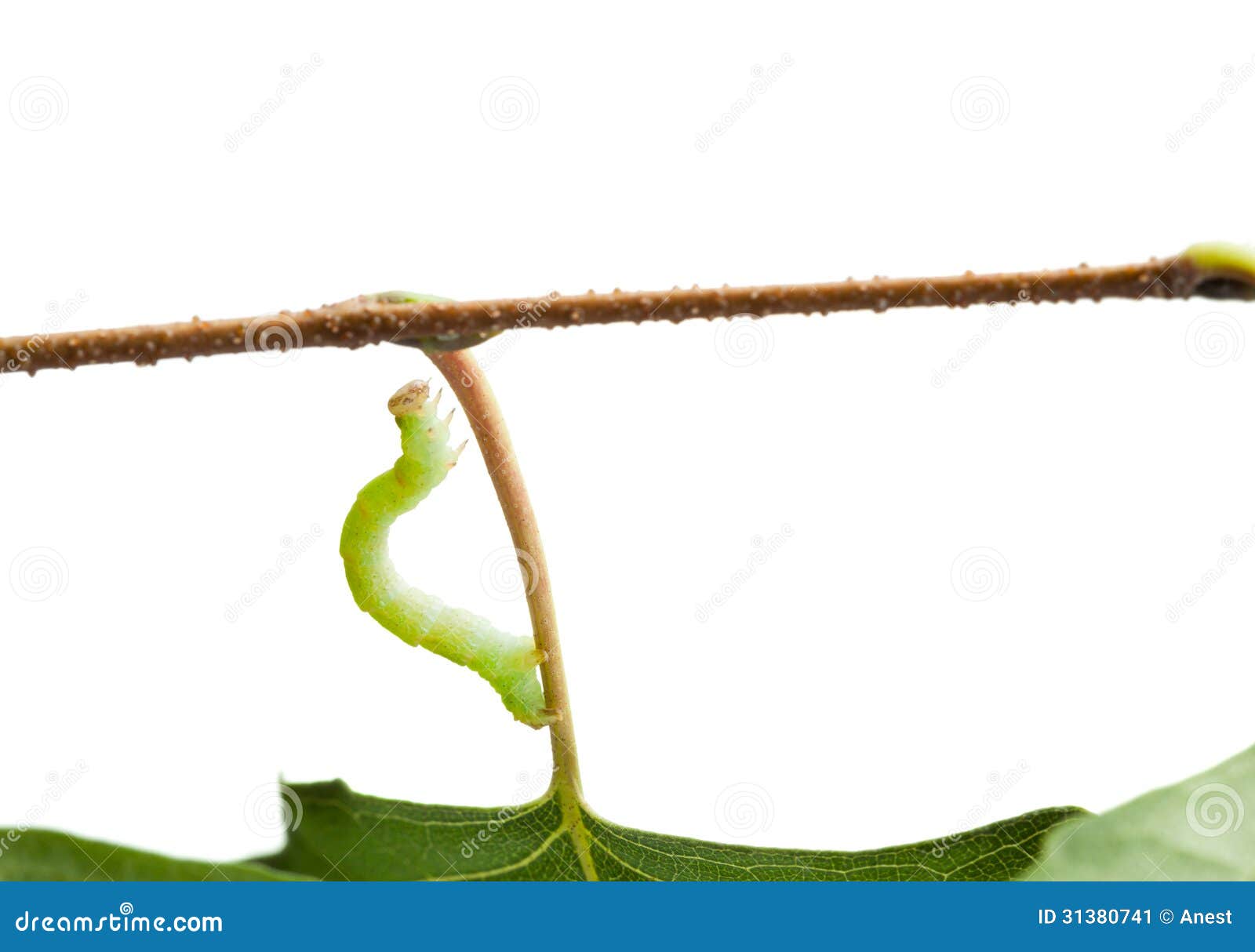 Inchworm Climbing on Birch Twig Stock Image - Image of twig, plant ...