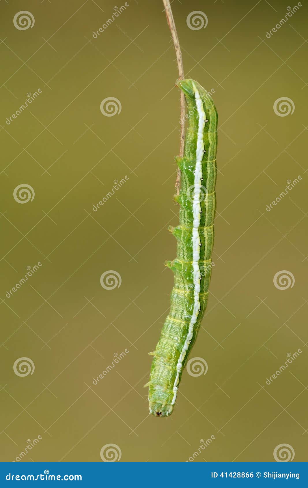Inchworm stock photo. Image of wildlife, insects, green - 41428866