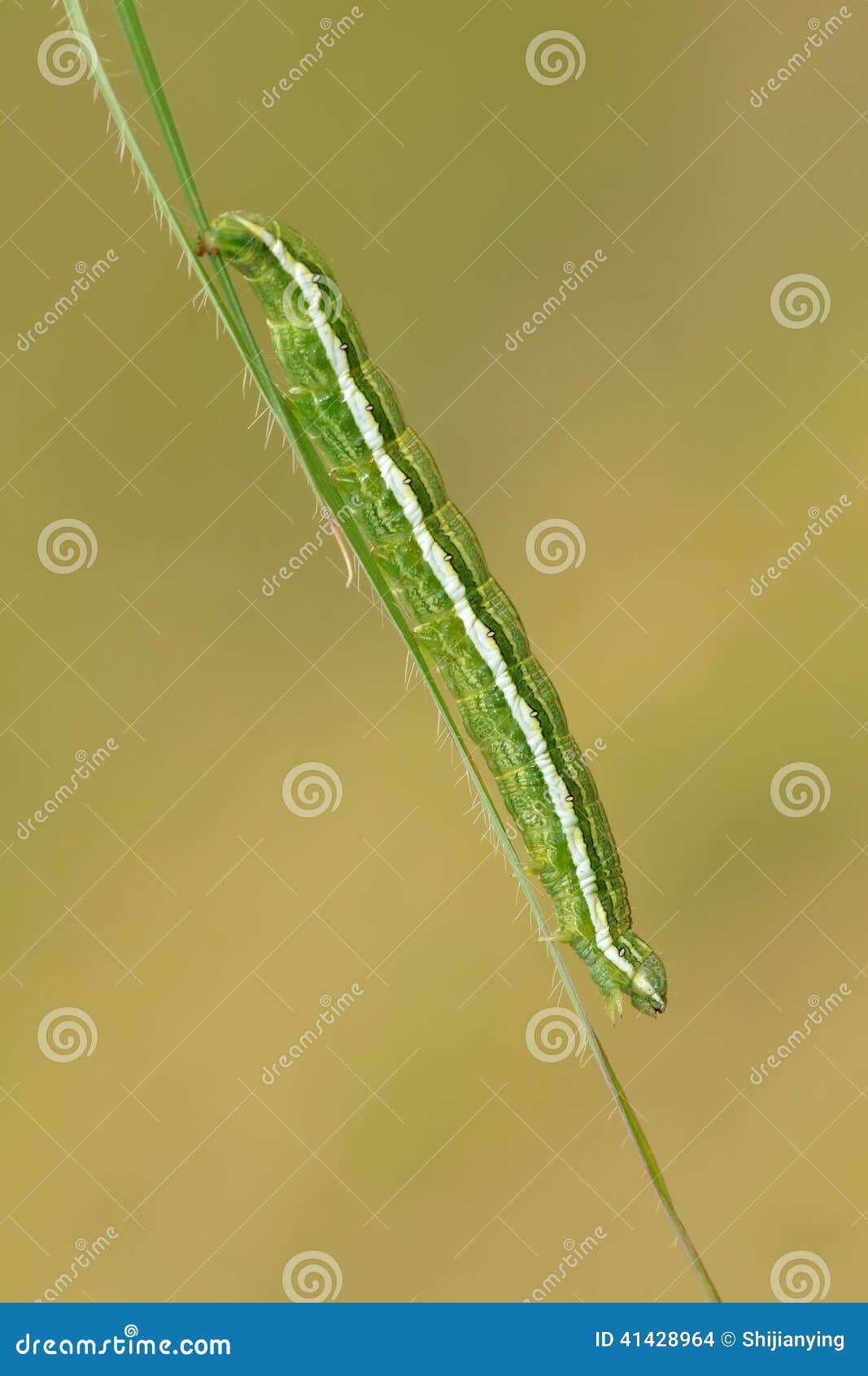 Inchworm stock photo. Image of natural, wild, worm, animal - 41428964