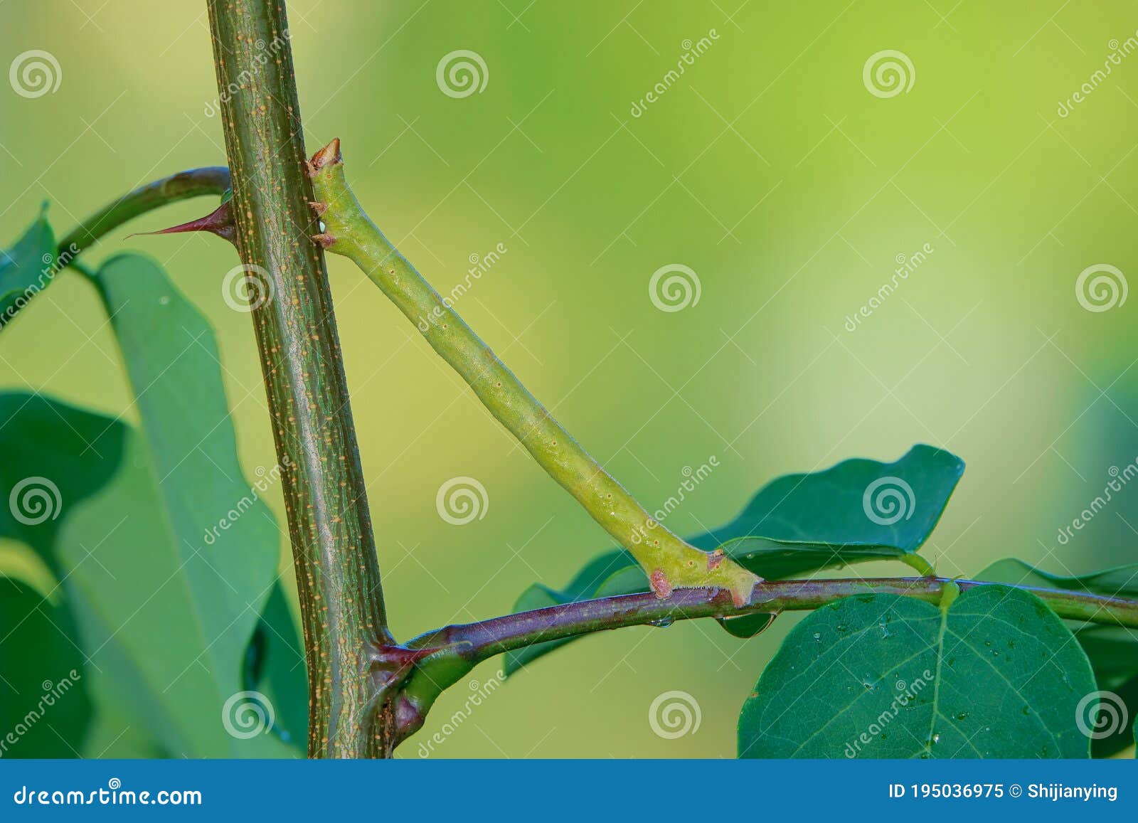 Inchworm stock image. Image of close, green, bugs, nature - 195036975
