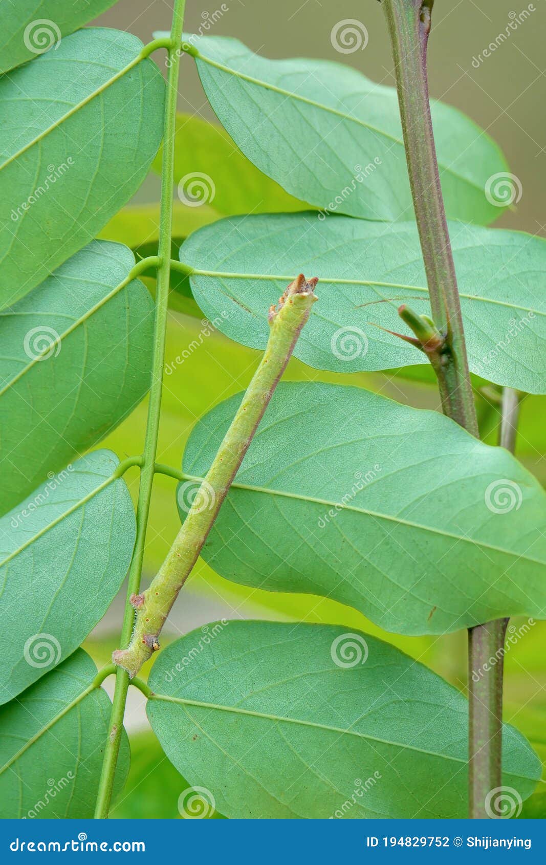 Inchworm stock photo. Image of wild, natural, insects - 194829752