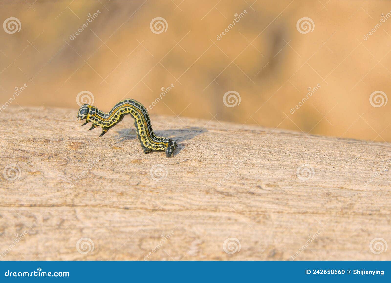 Inchworm stock image. Image of bugs, inchworm, life - 242658669