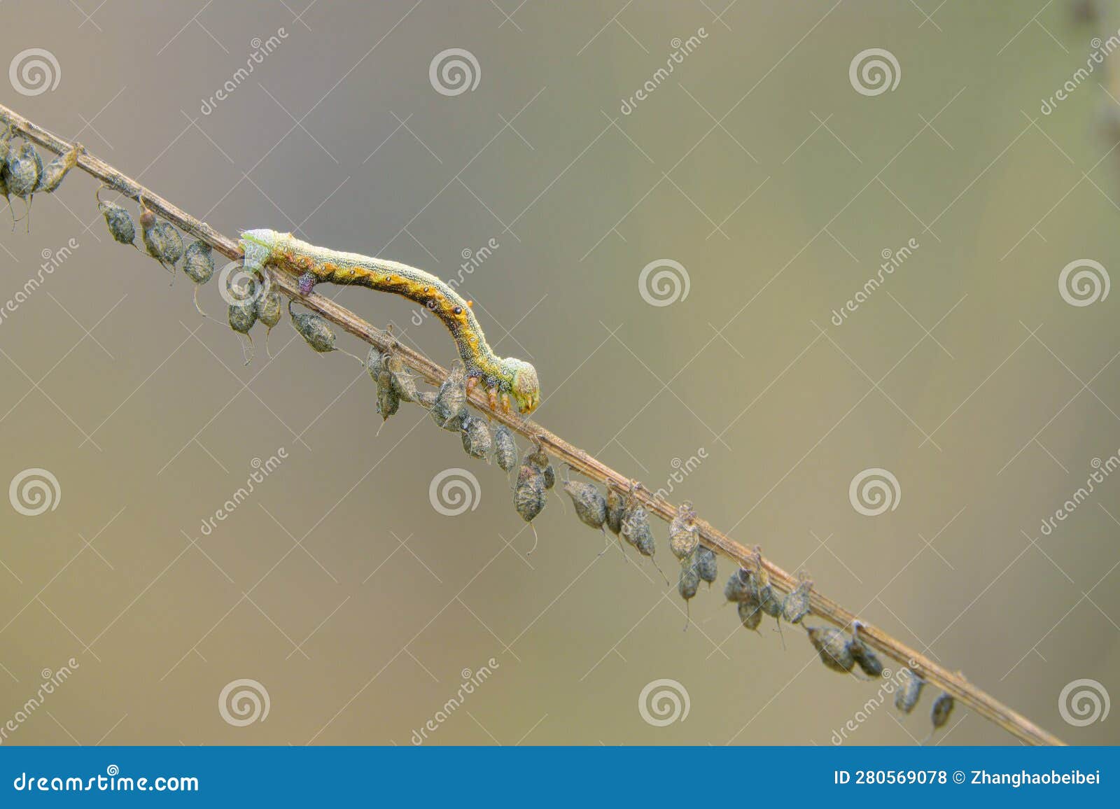 Inchworm stock photo. Image of geometer, spanworm, insect - 280569078