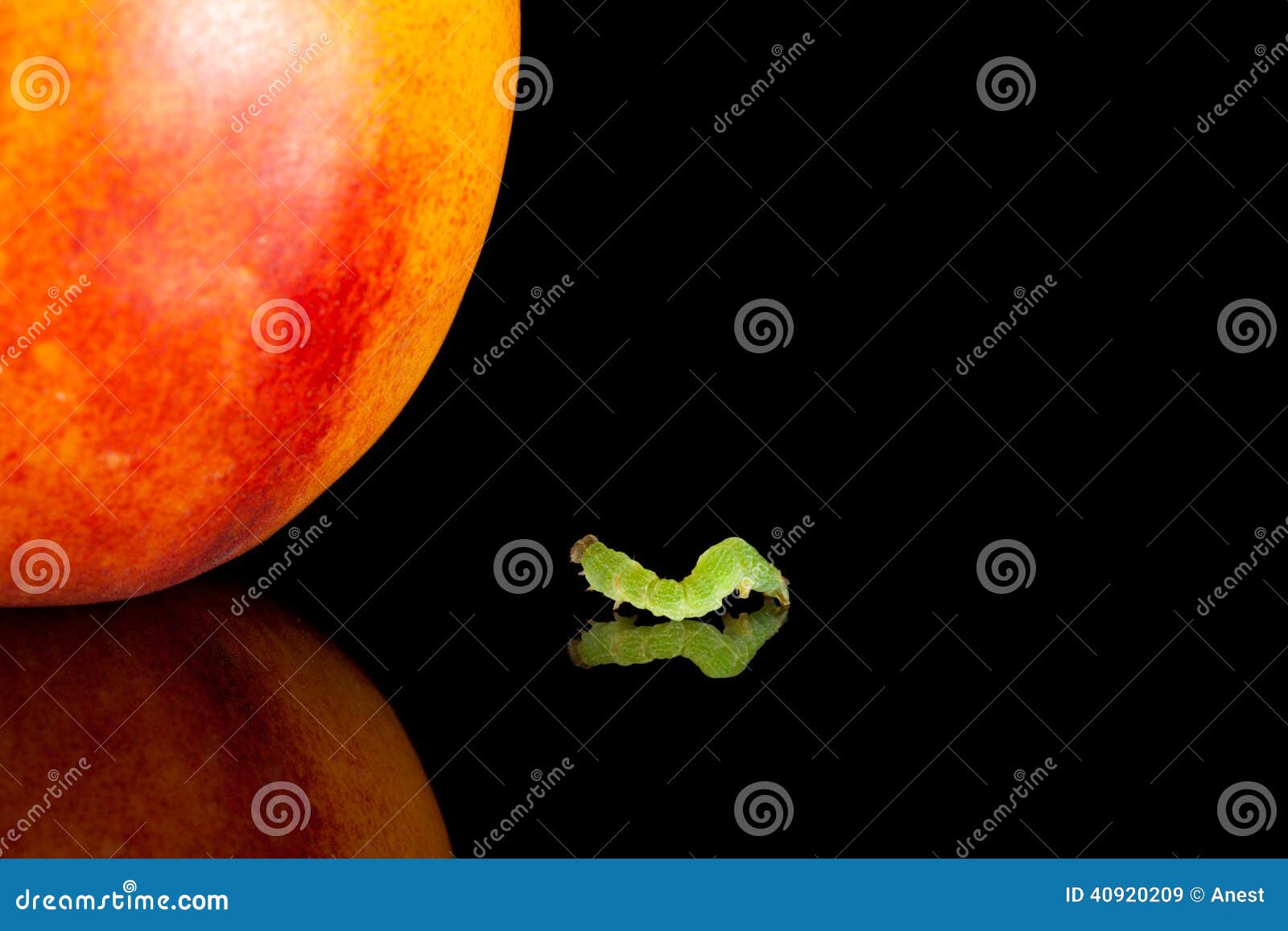 Inchworm crawling to peach stock image. Image of moth - 40920209