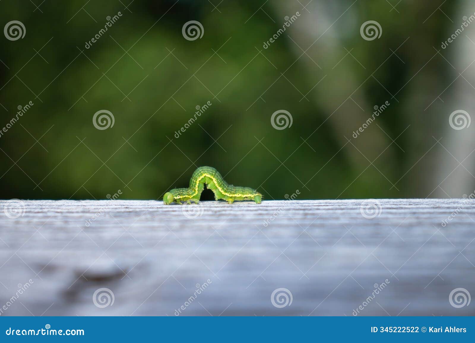 Inchworm crawling on wood stock photo. Image of animal - 345222522