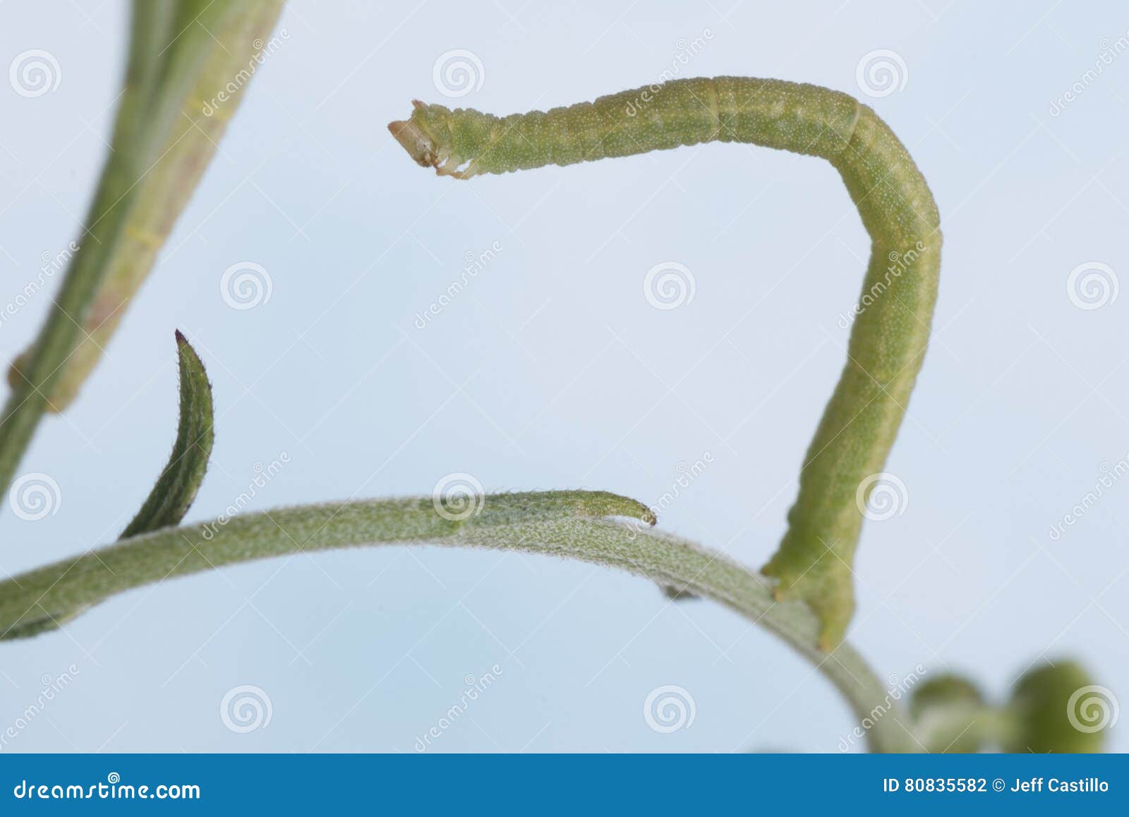 Inchworm on Flower Stem stock photo. Image of flower - 80835582